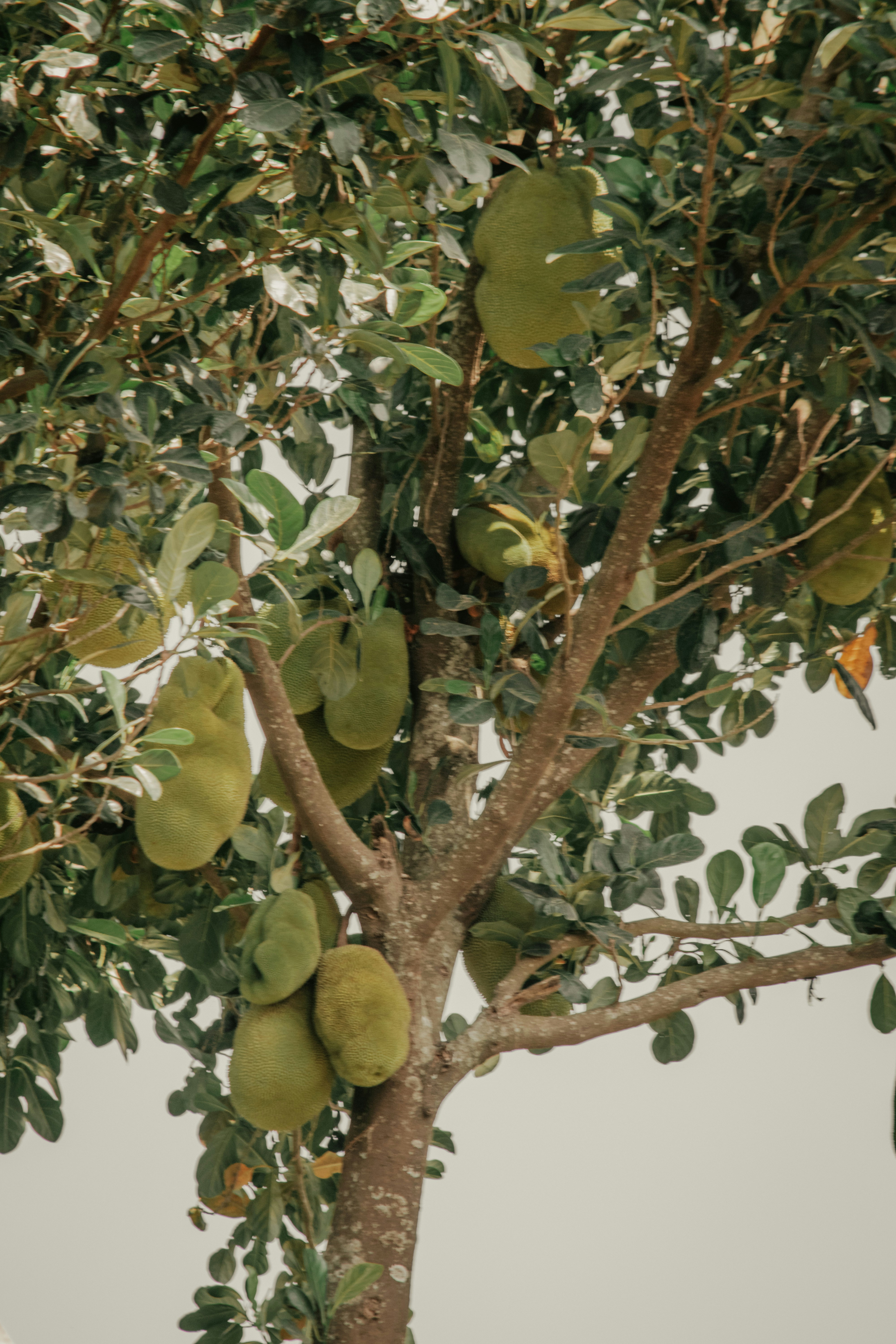 a tree filled with lots of green fruit