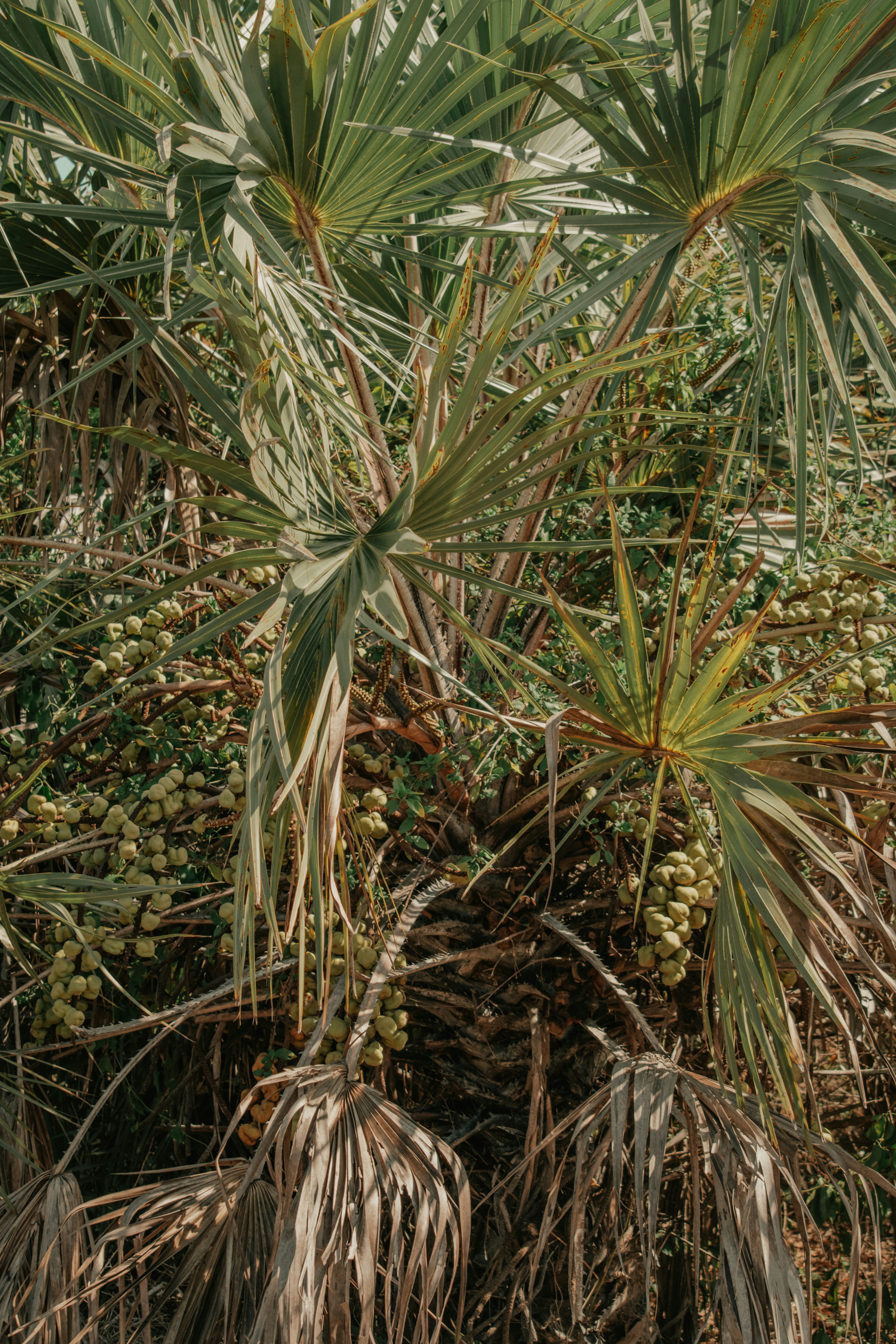 a palm tree with a bunch of fruit on it