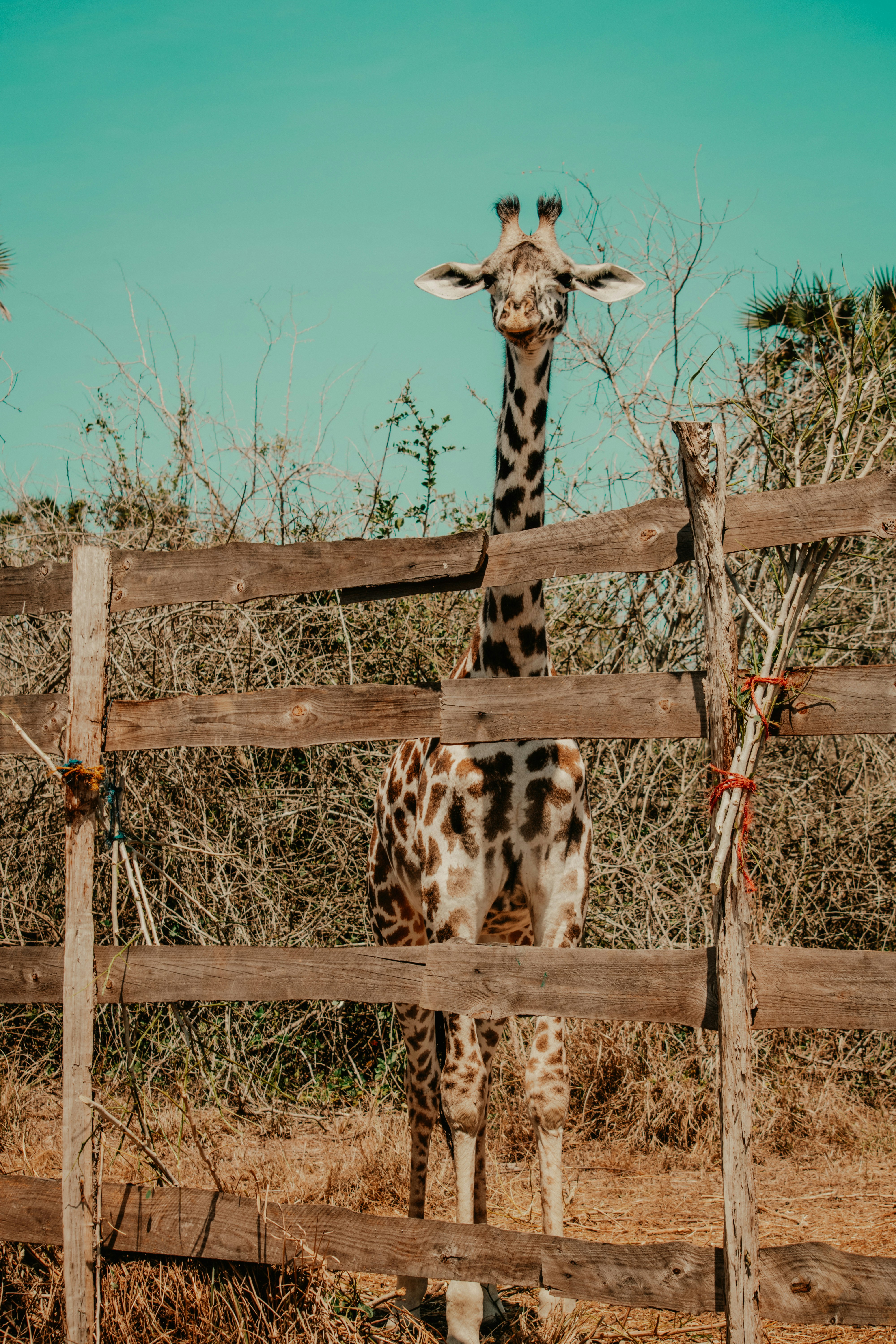 a giraffe standing next to a wooden fence