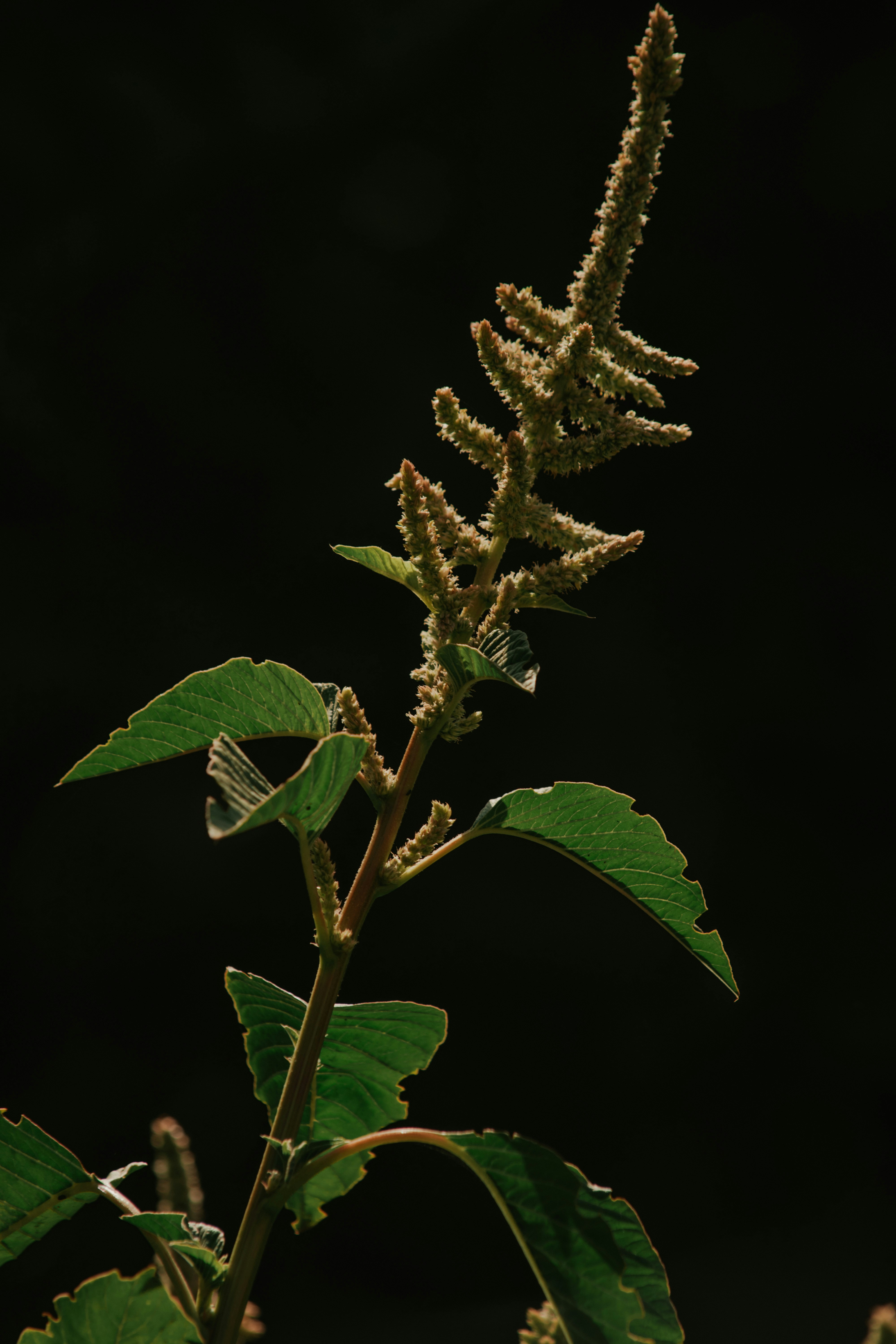 Amber-tipped Amaranth Spike Illuminated Against Velvet Darkness