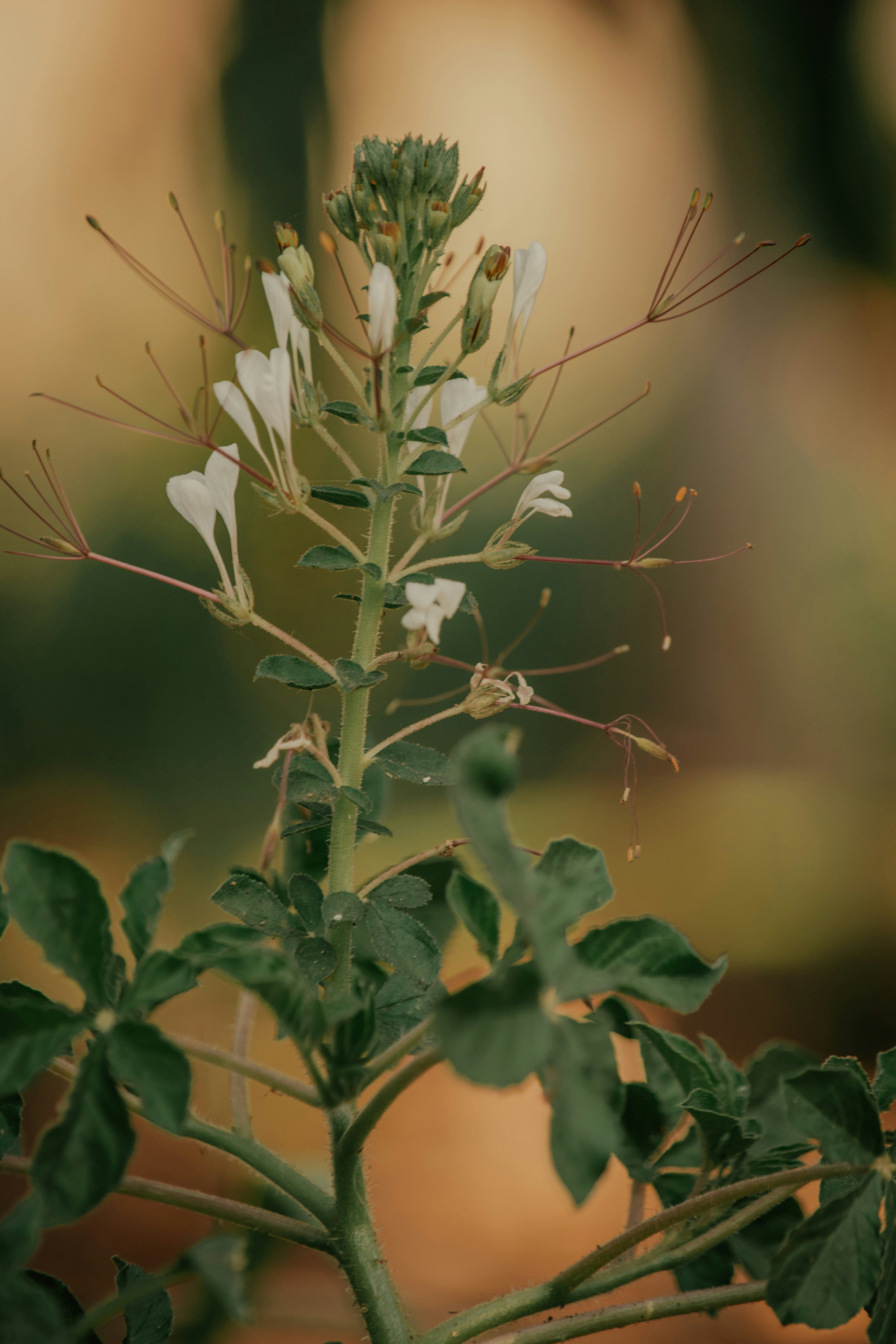 a close up of a plant with white flowers