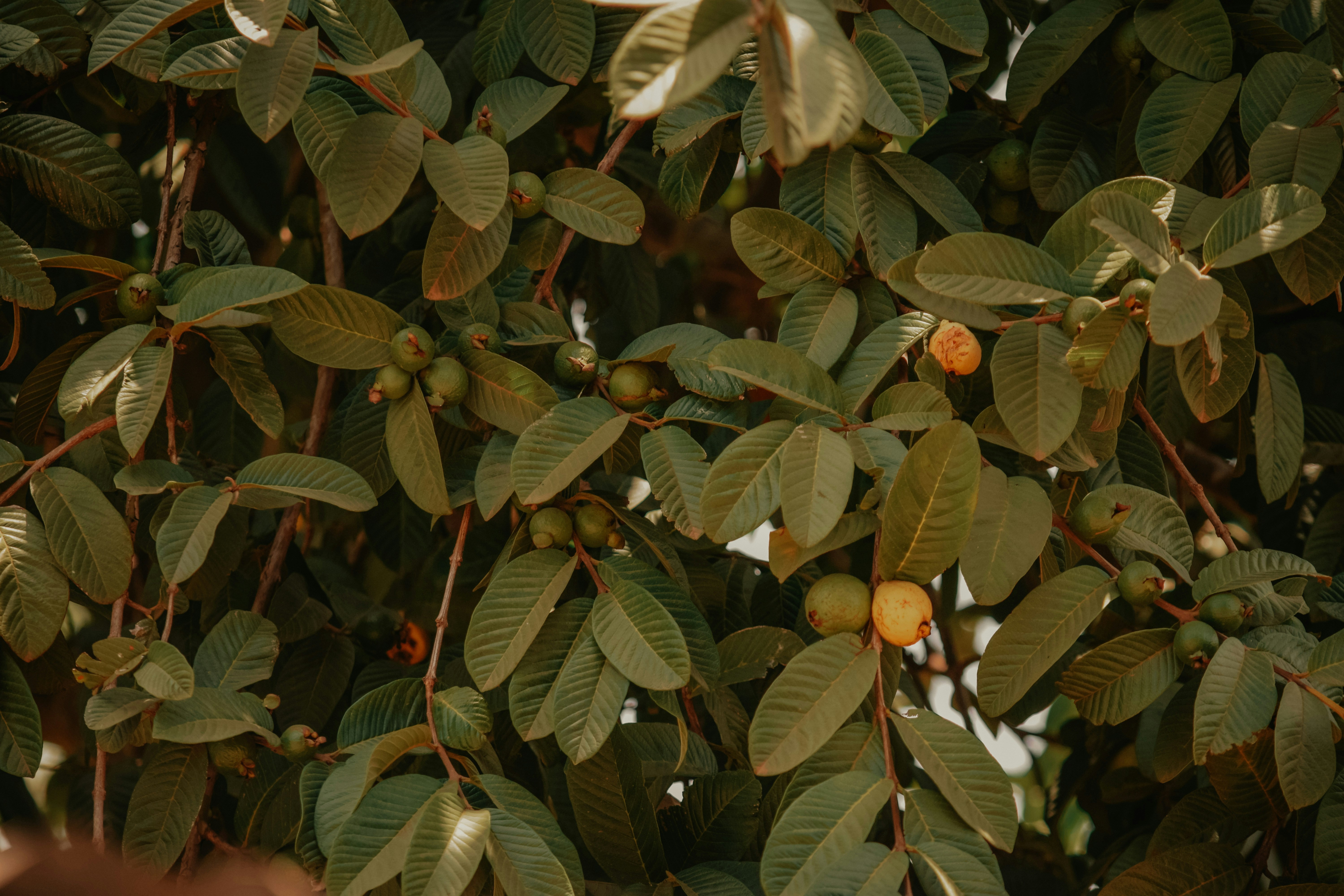 A close up of leaves and fruit on a tree photo – Free Flower Image on ...