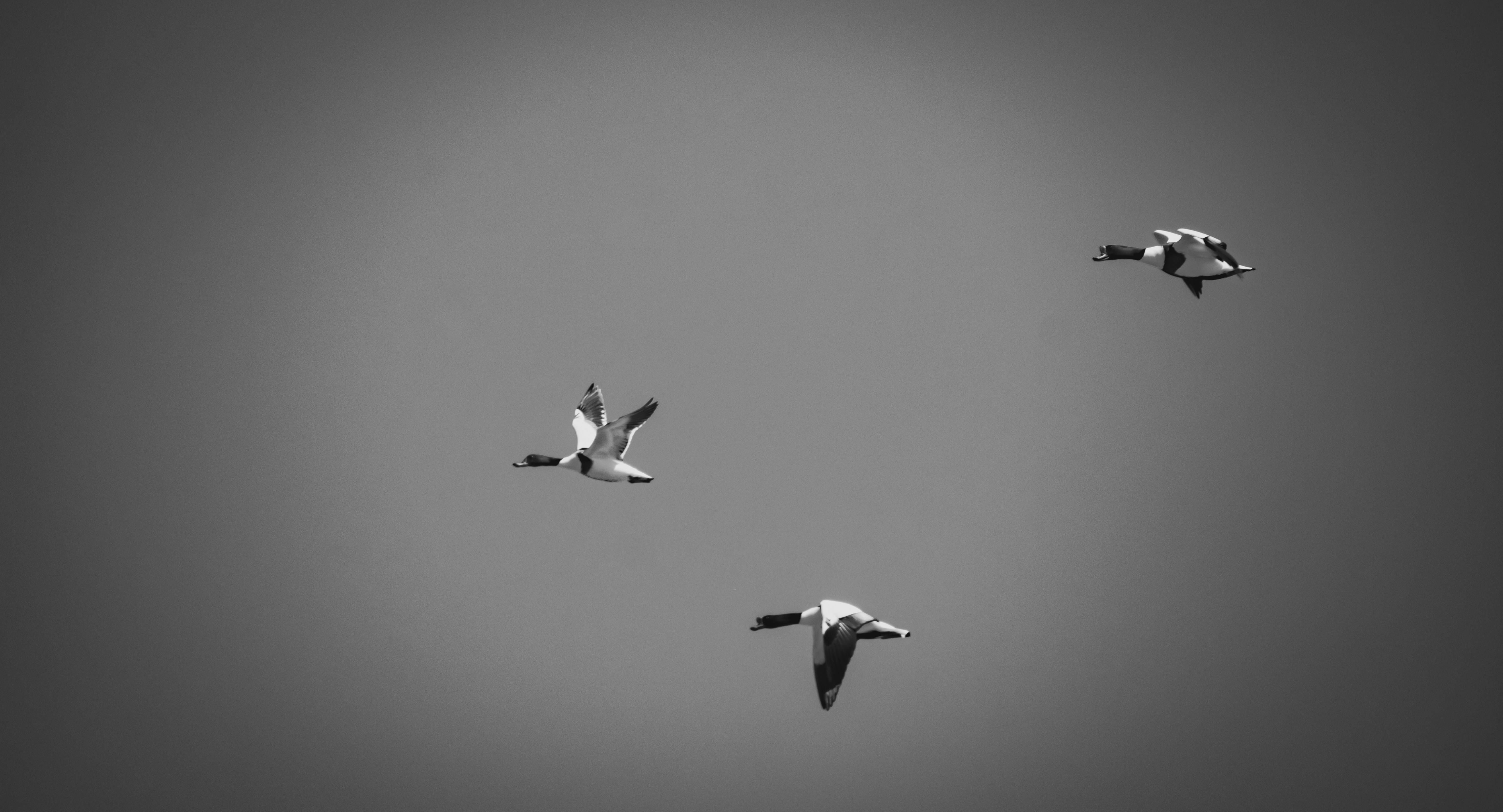 Three Seabirds in Gentle Flight Across a Quiet Sky