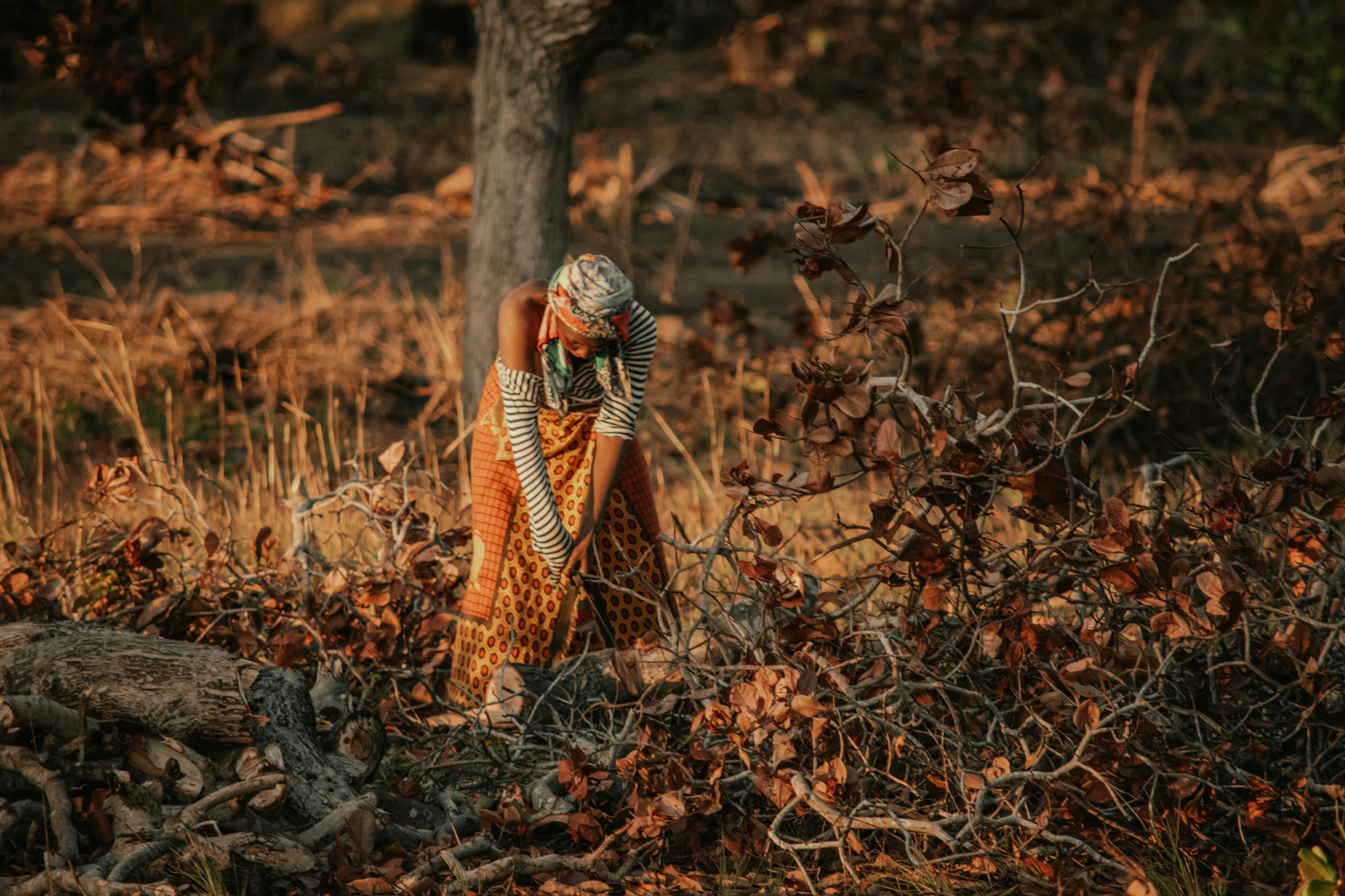 Sunlit Stillness in an Amber Autumn Clearing