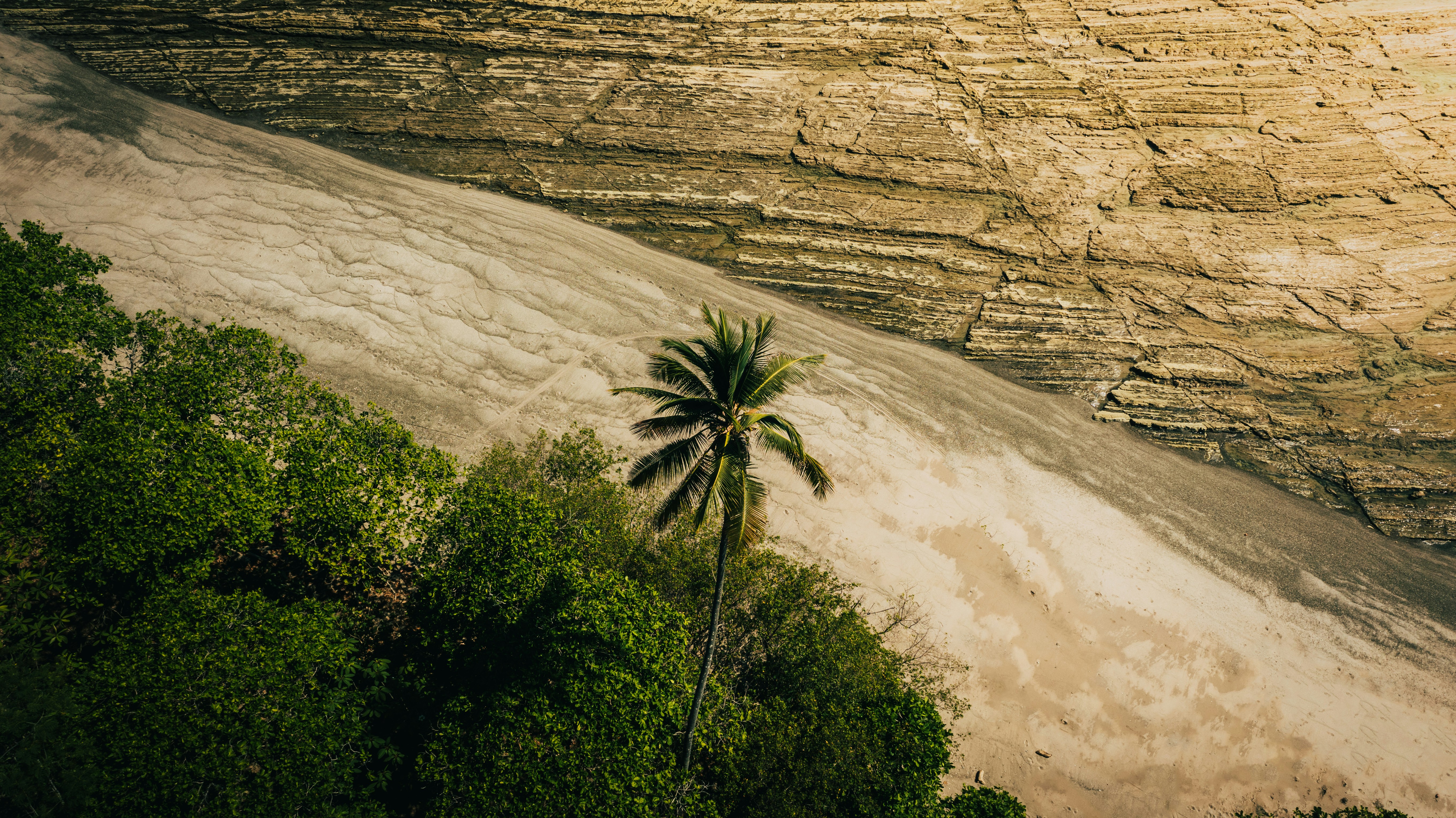 Solitary Palm Amidst Textured Sands