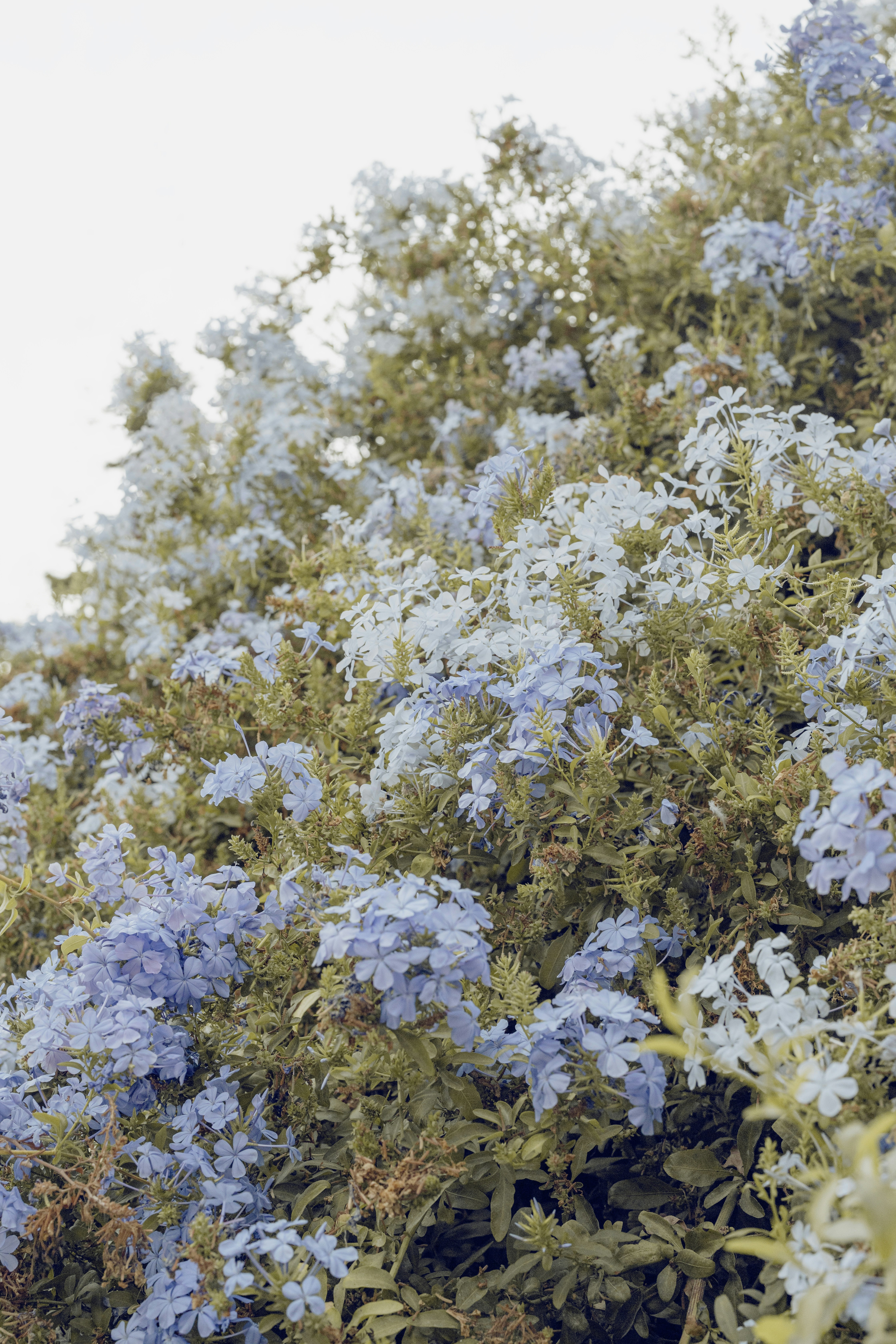 Lavender-blue Hydrangea Sea: a hillside of delicate blossoms