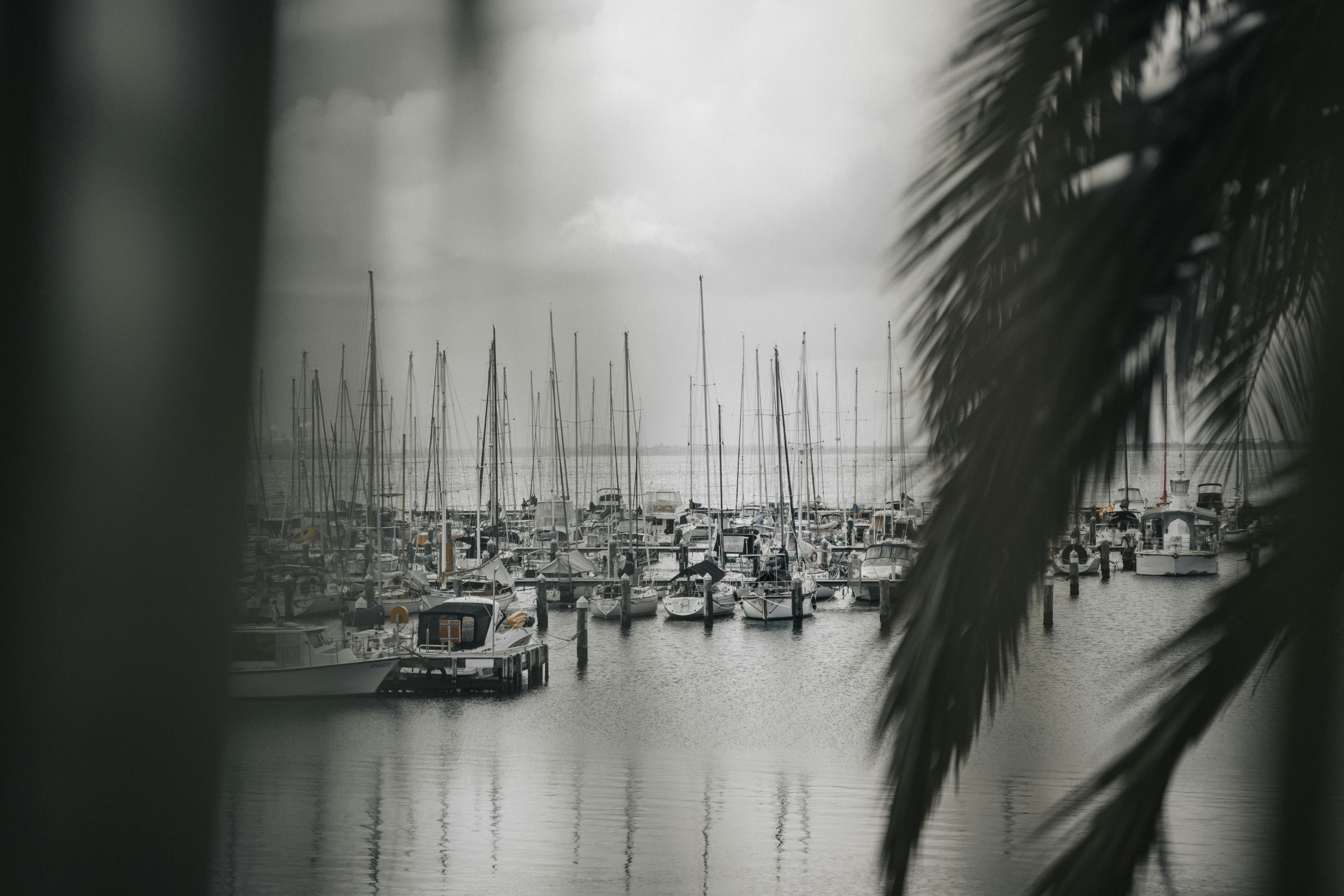 Serene Harbor Through the Palms