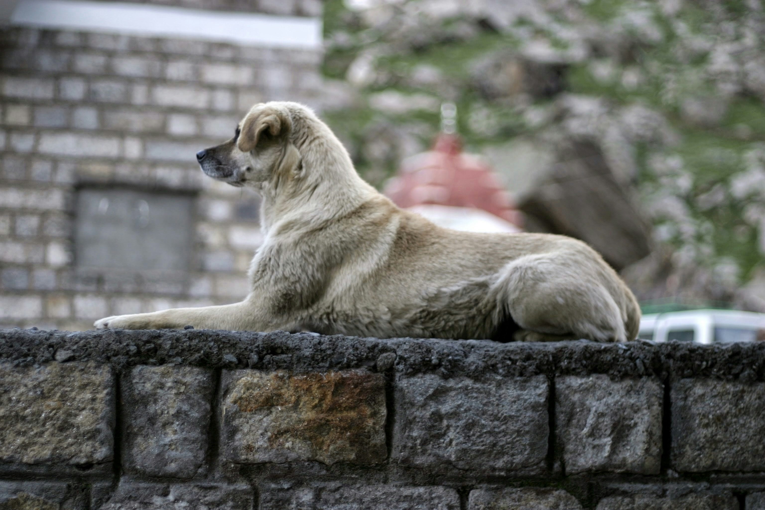 Weathered Wall Watcher: A Hound Repose
