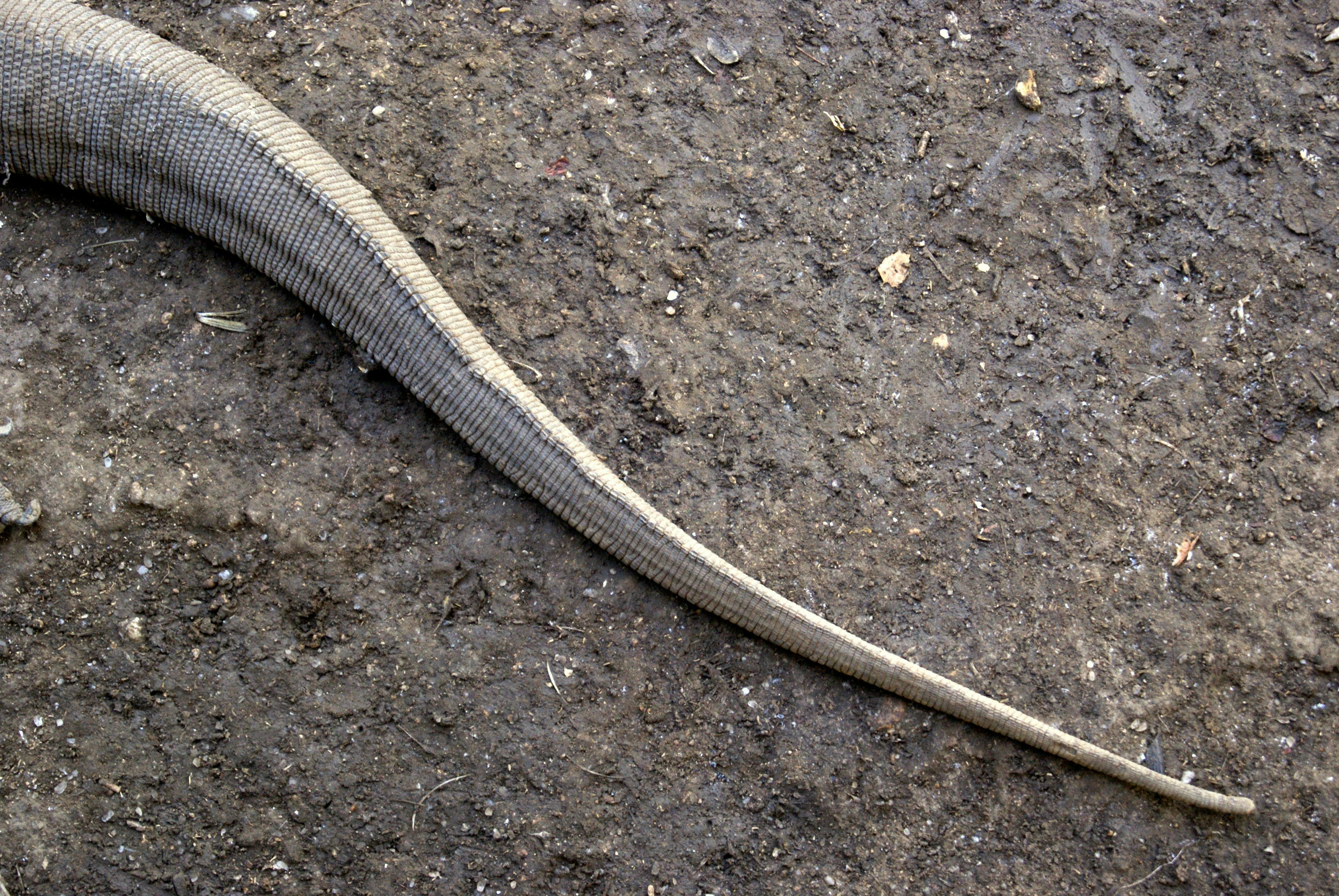 Sample photo from Sony Alpha 230