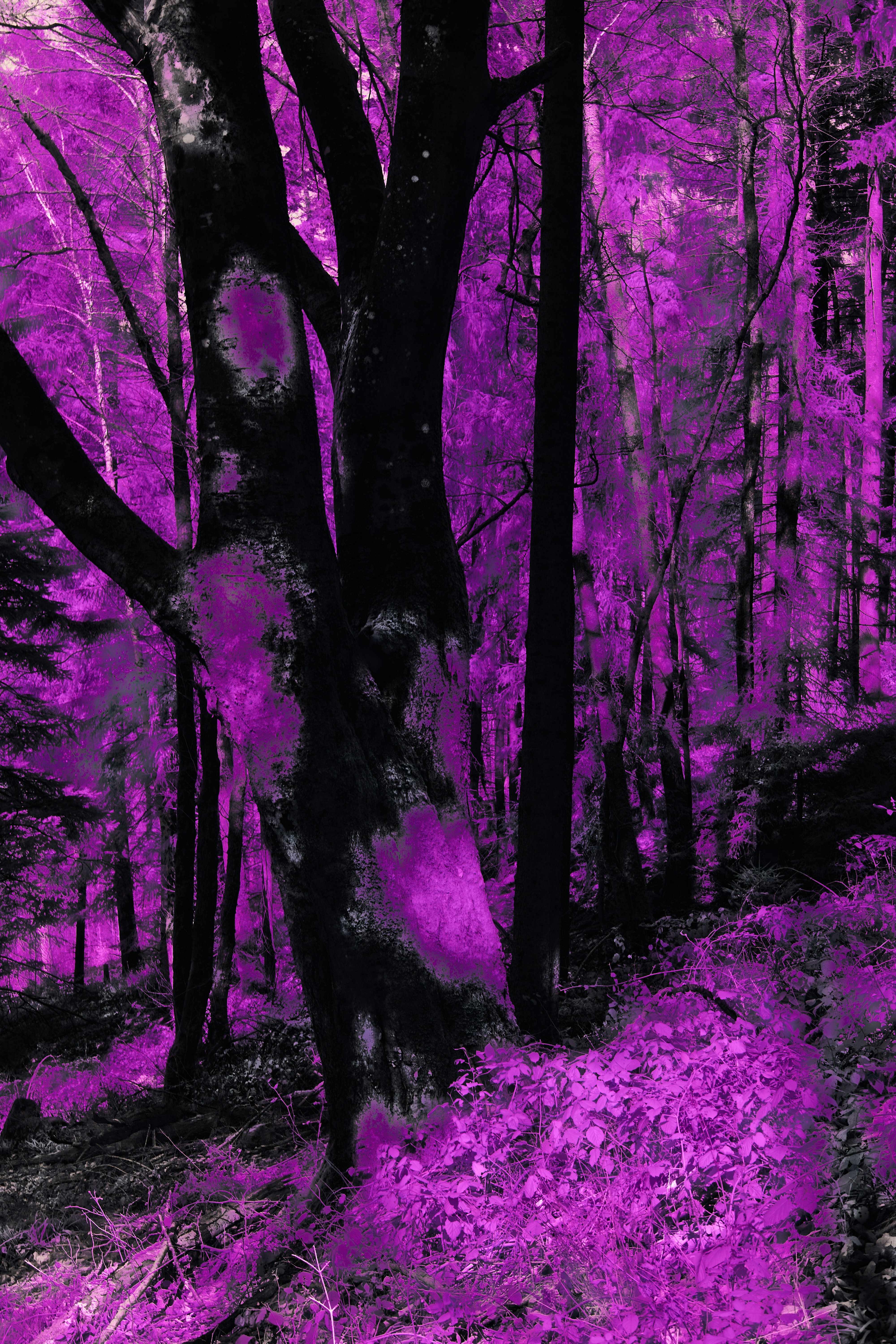 a black and purple photo of a tree in the woods