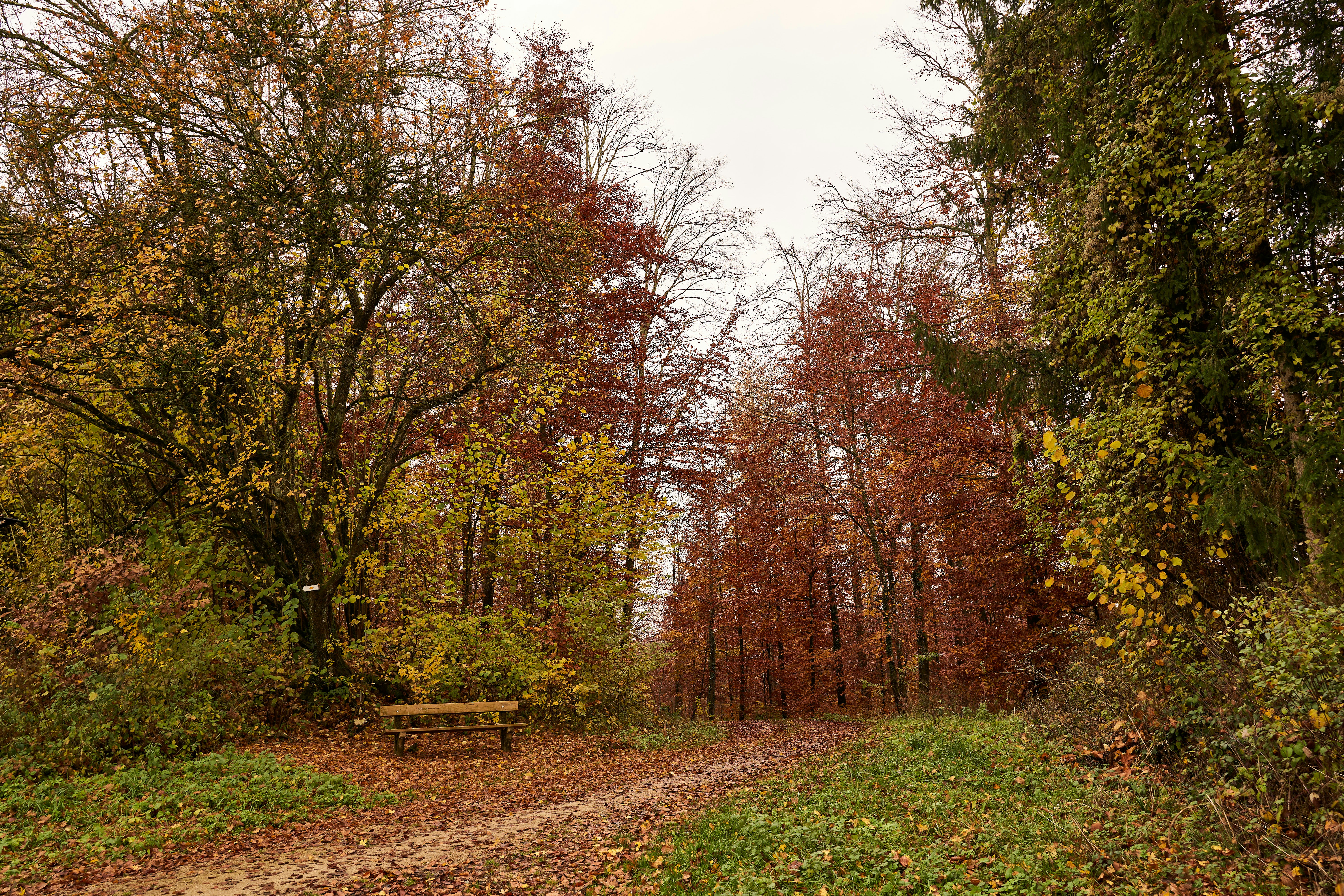 Photo by Wolfgang Hasselmann with Sony Alpha 7 III