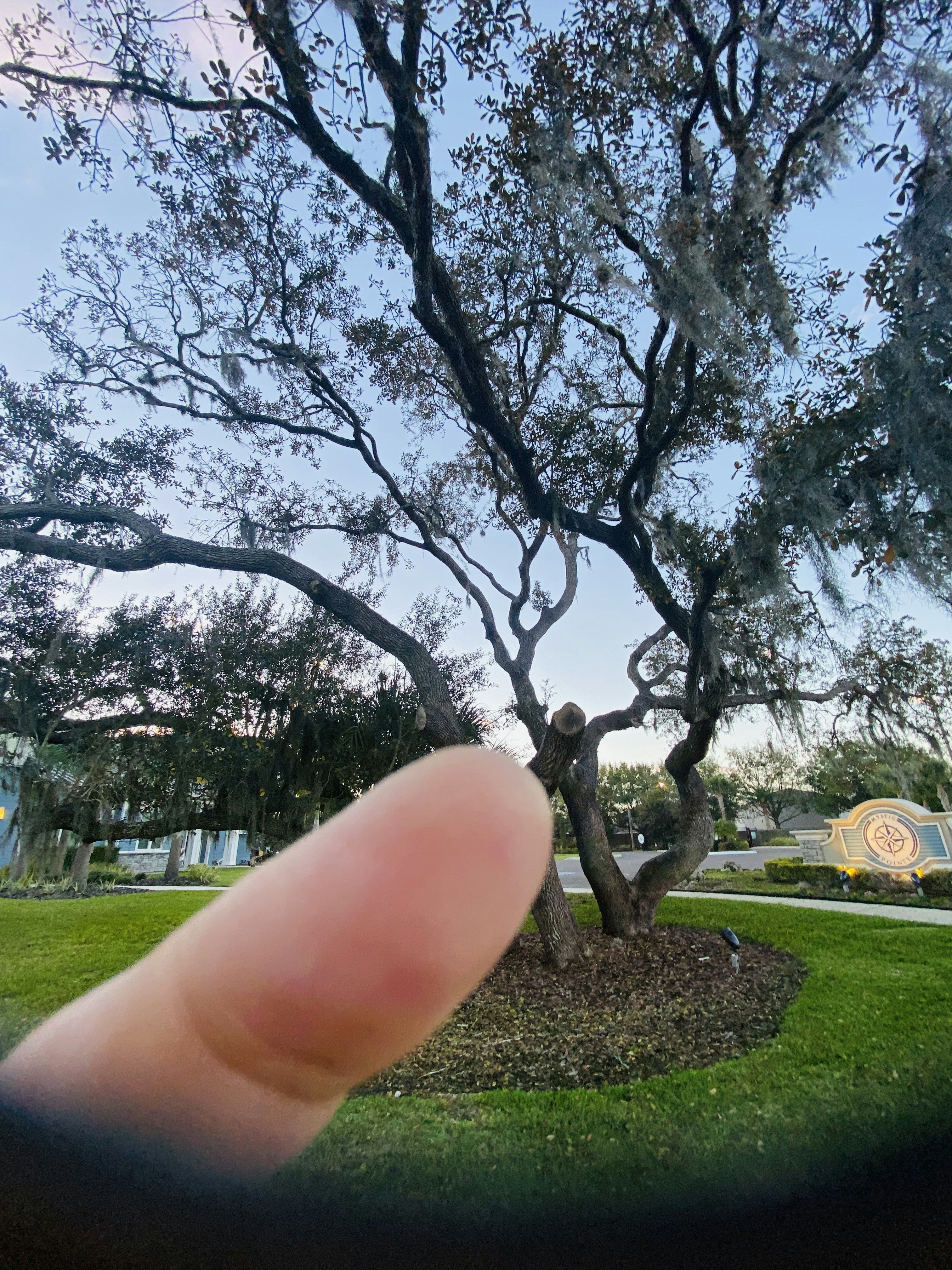 A finger pointing at a small tree in a park photo – Free Finger Image ...
