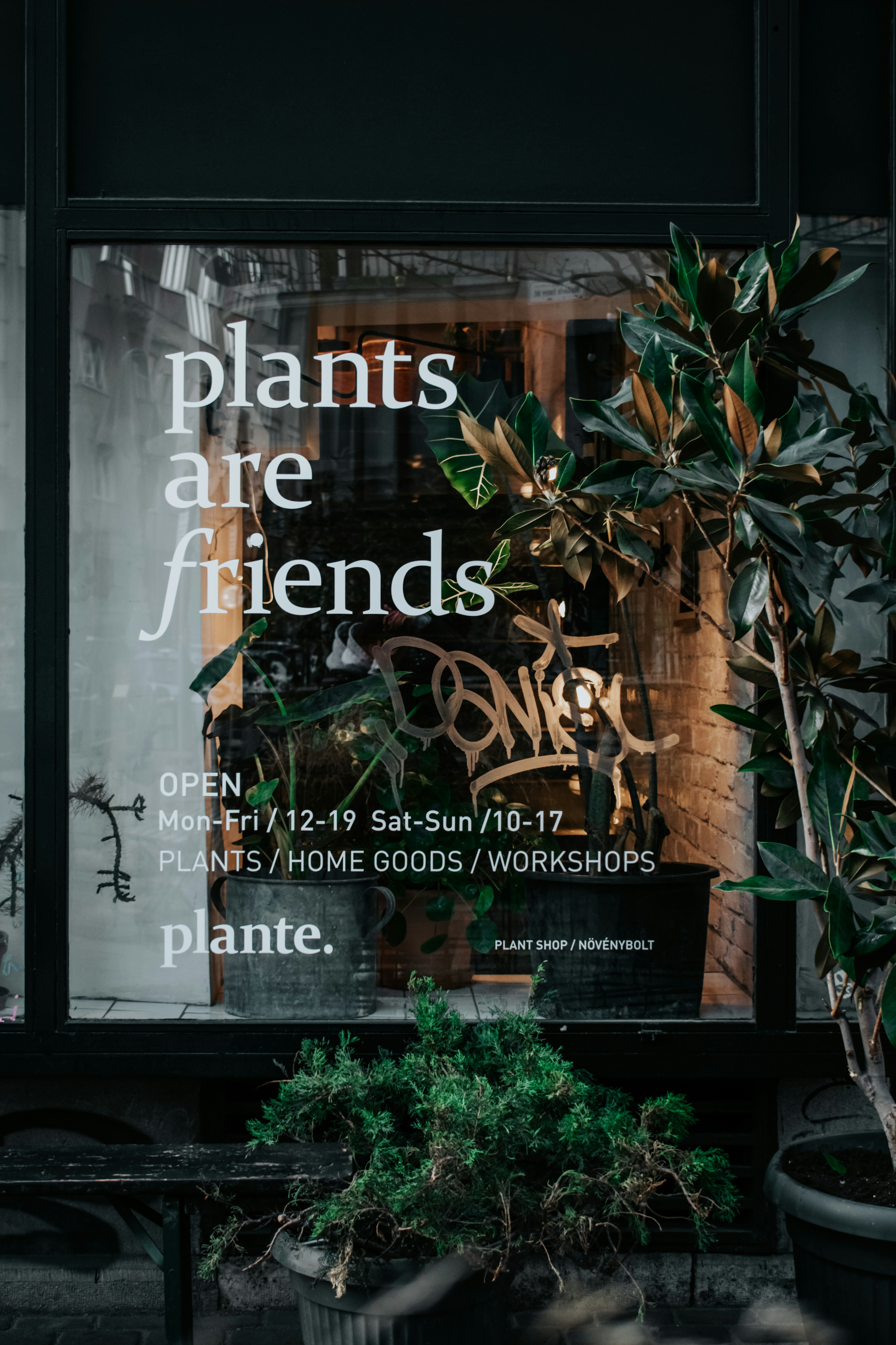 a plant in a pot in front of a window