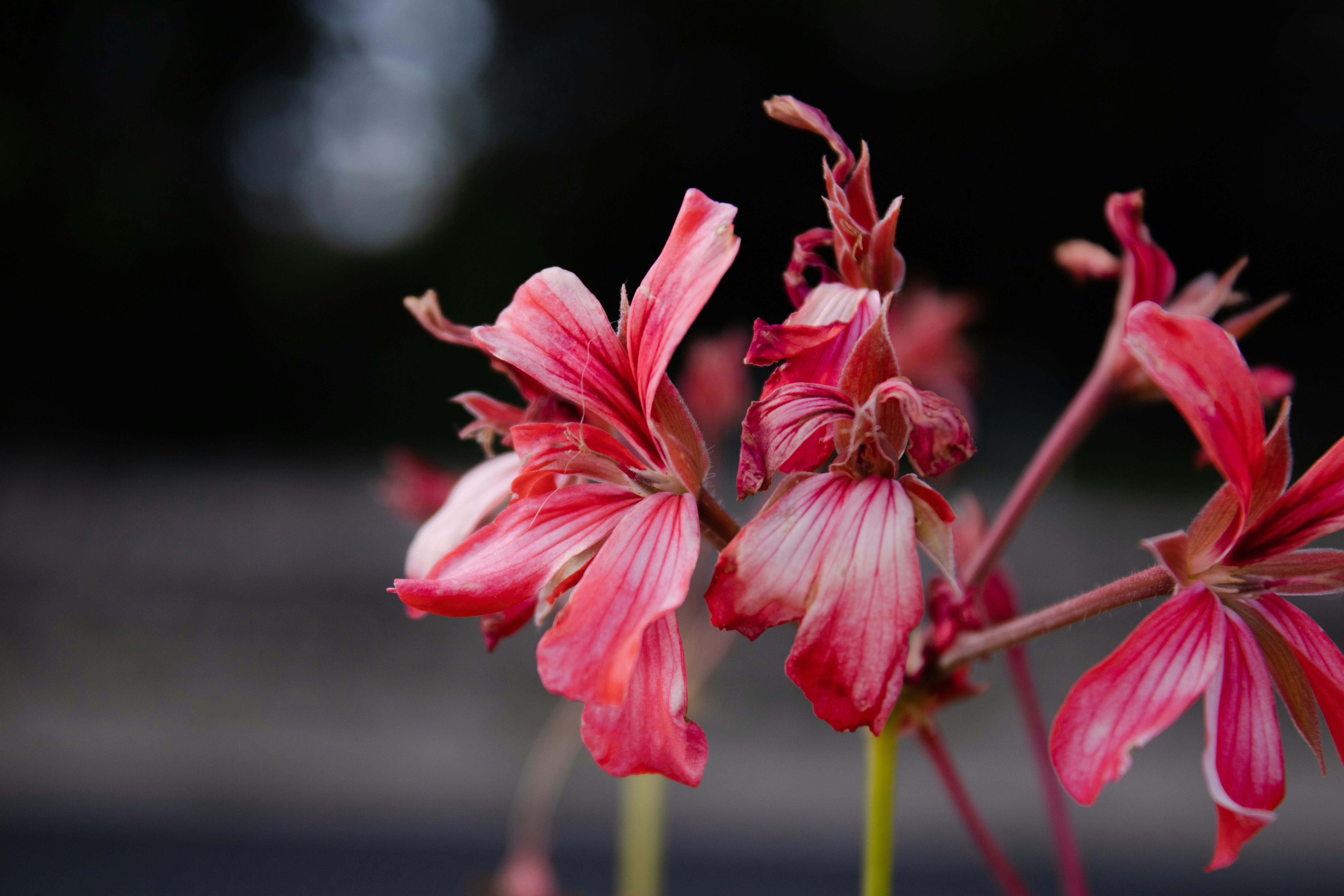 Crimson Pelargonium in Sharp Focus, Quiet Backdrop