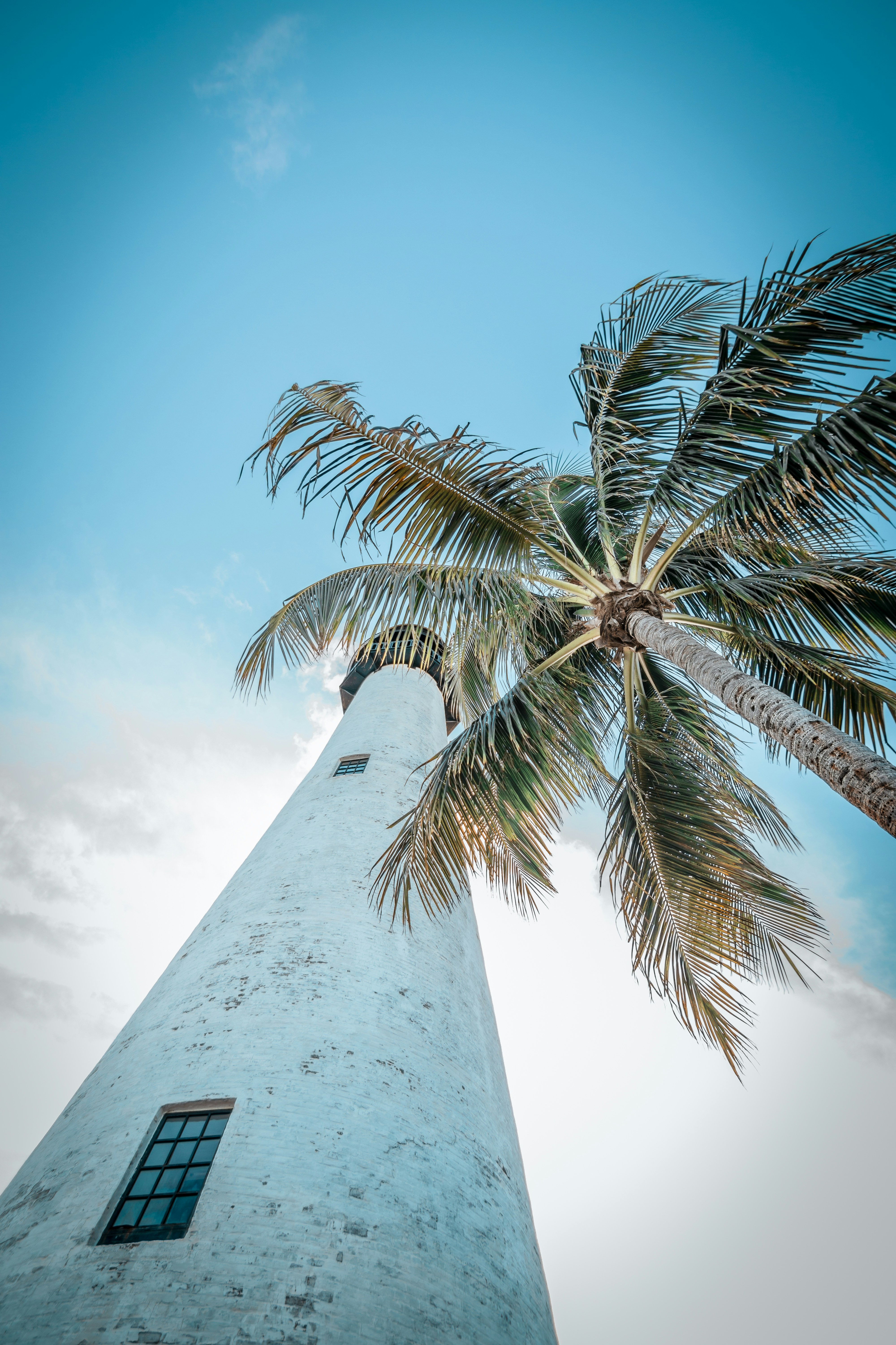 A tall lighthouse stands against a bright blue sky, partially obscured by the fronds of a palm tree, creating a serene coastal scene.