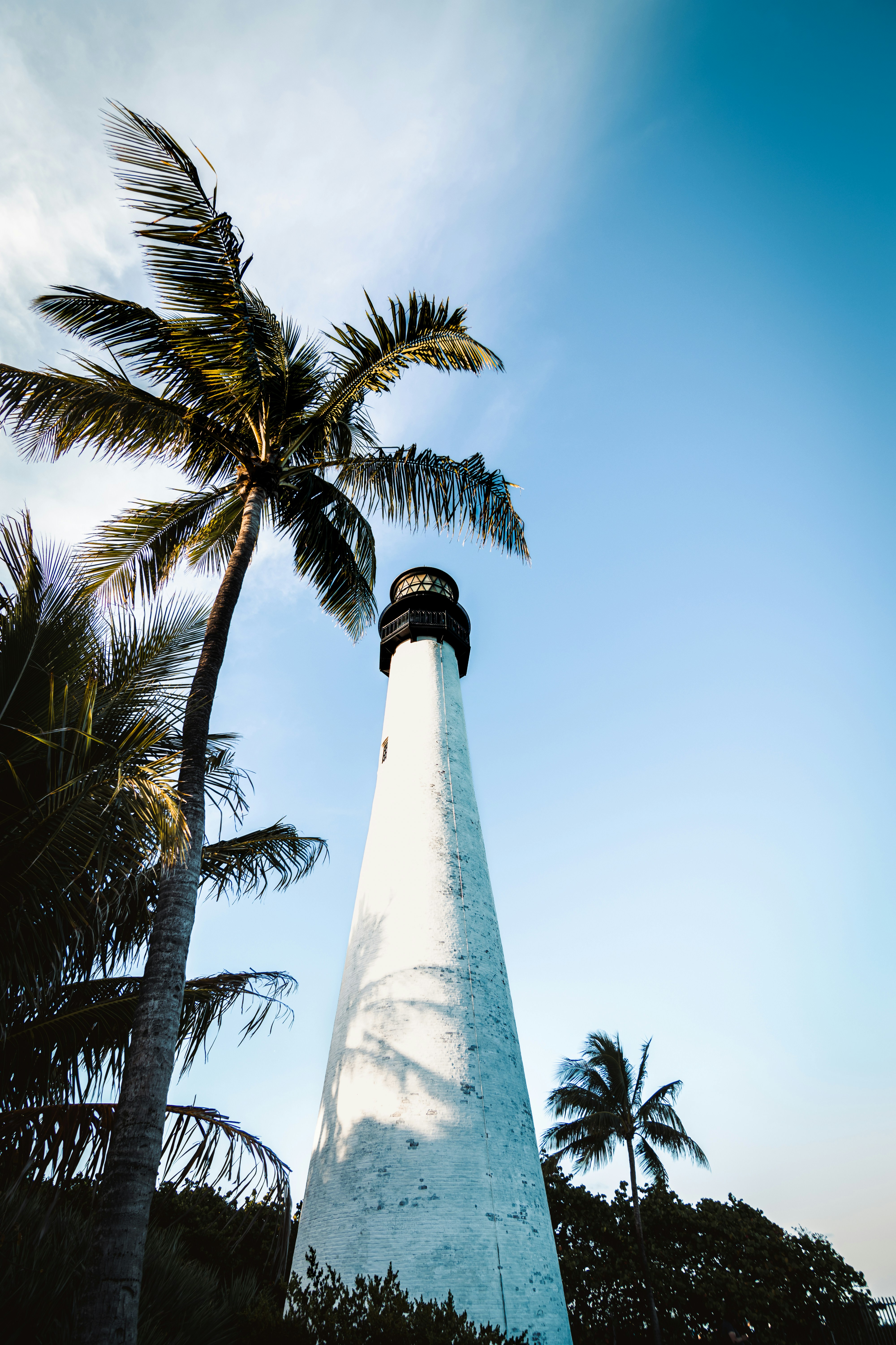 Leaning Beacon Amid Palm Fronds: A Coastal Icon Reaches for the Sky