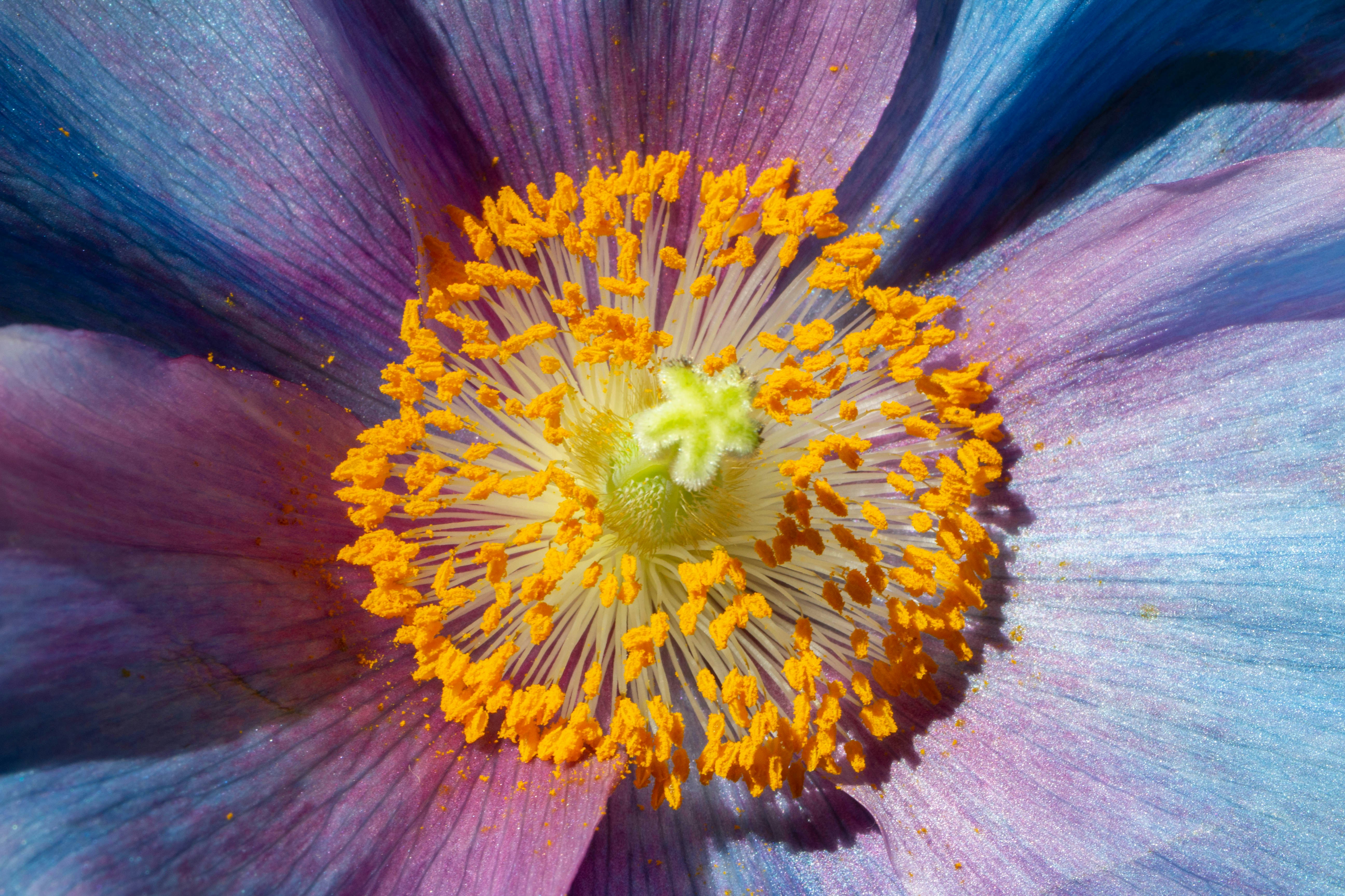 Vibrant Heart of Nature