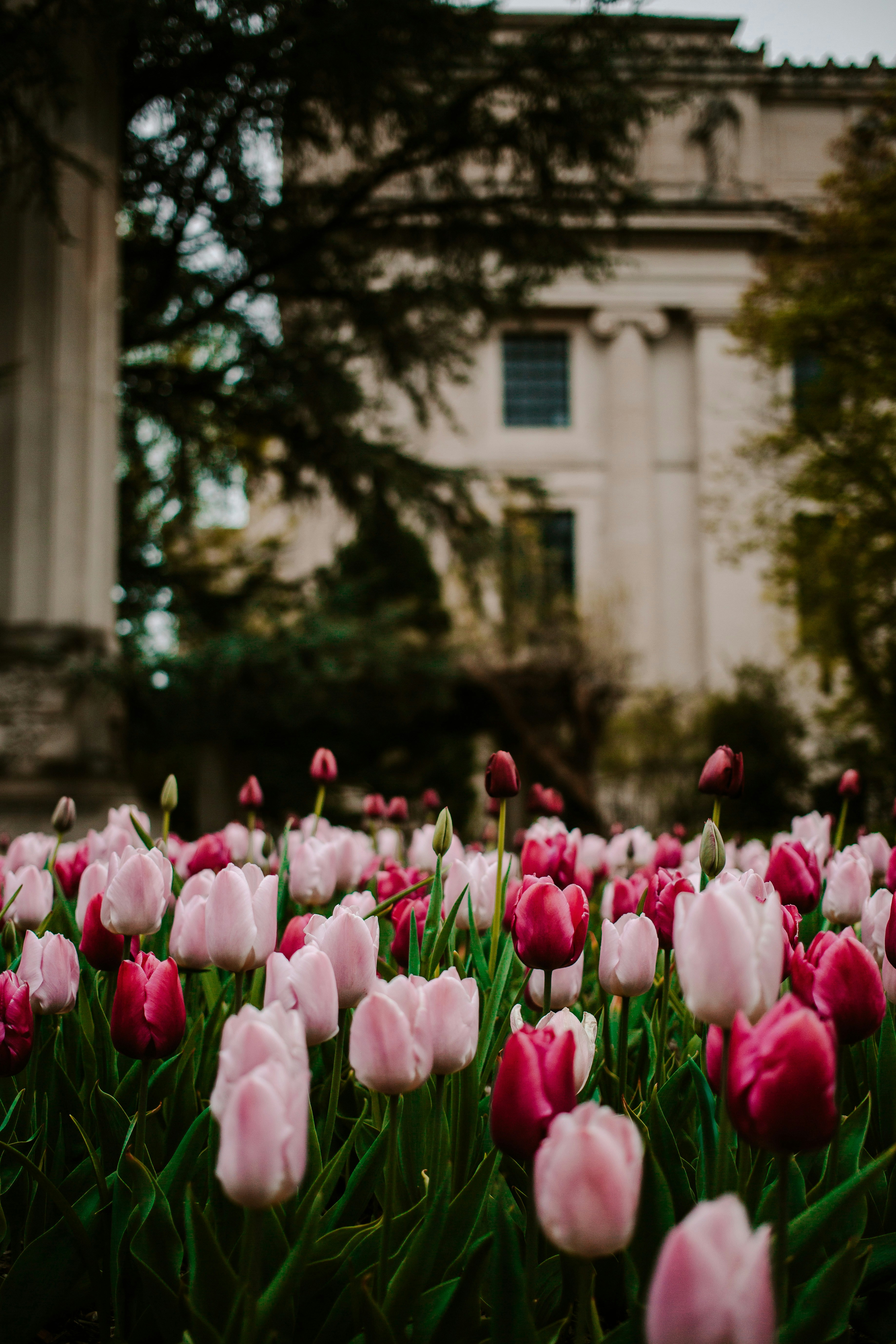 Tuliptide at the Museum Gate