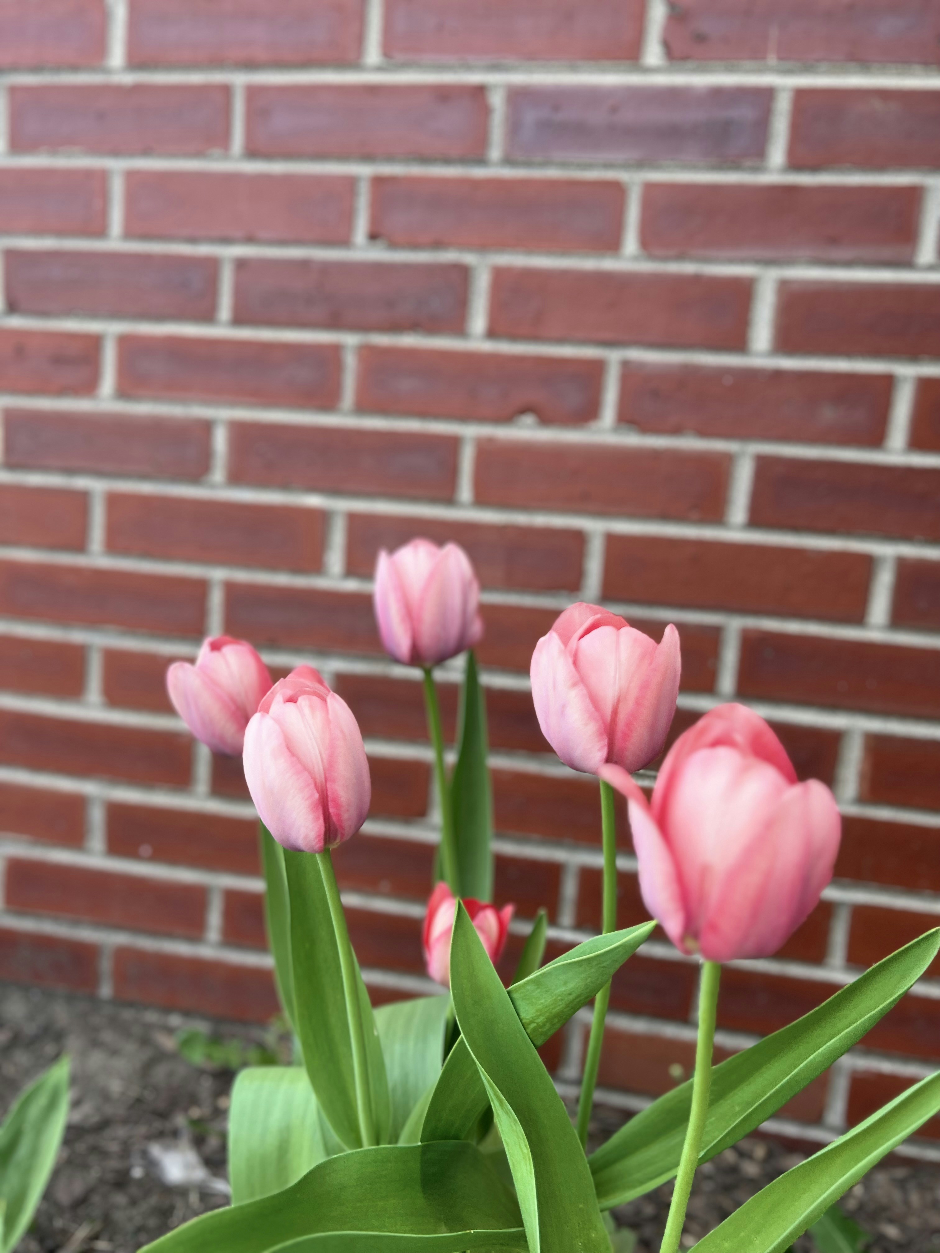 Pink Tulips Framed by a Brick Wall