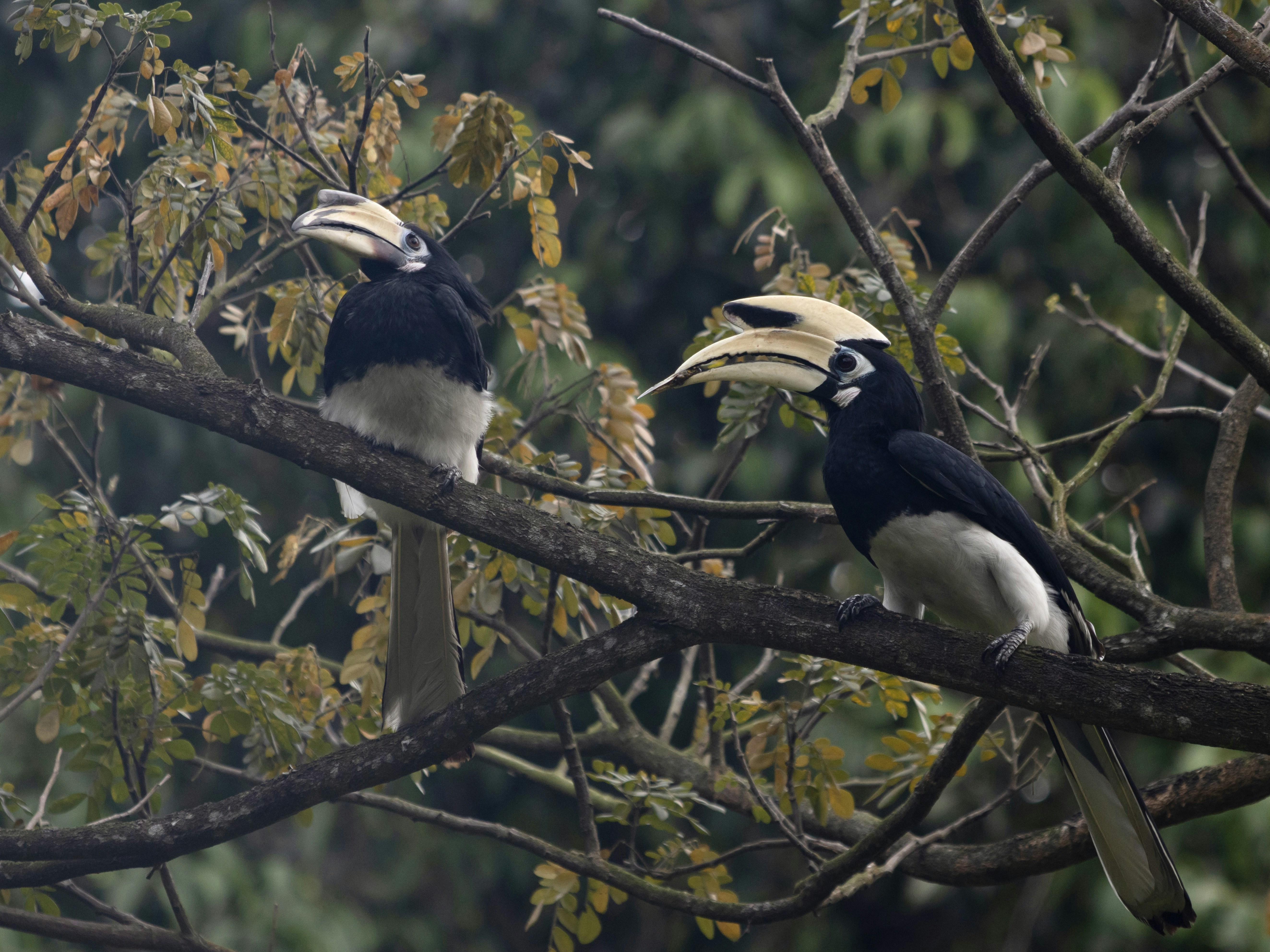 Duet on a Tangle: Hornbills Perched Amid Dense Foliage