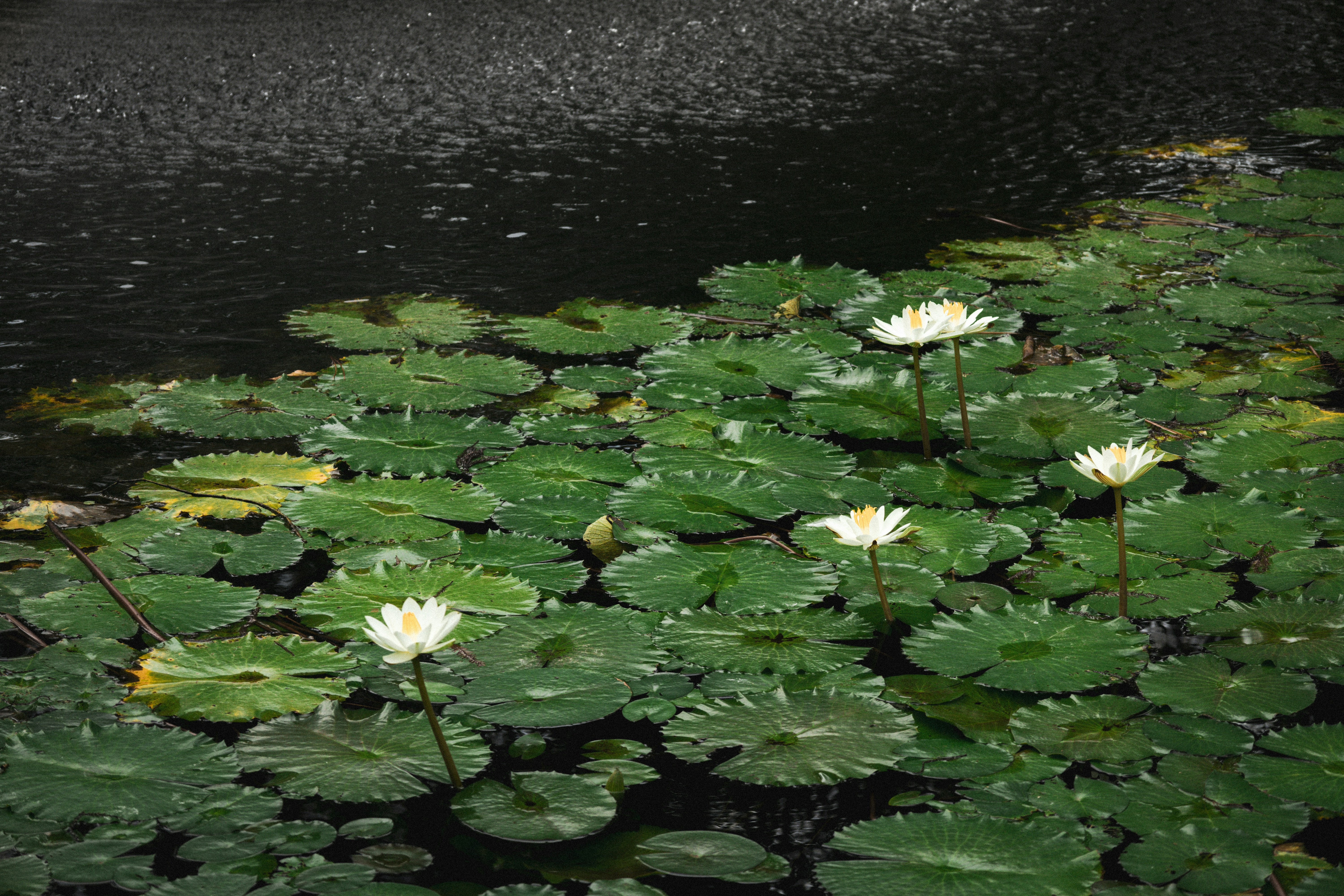 White Water Lilies Poised Above a Velvet Pond