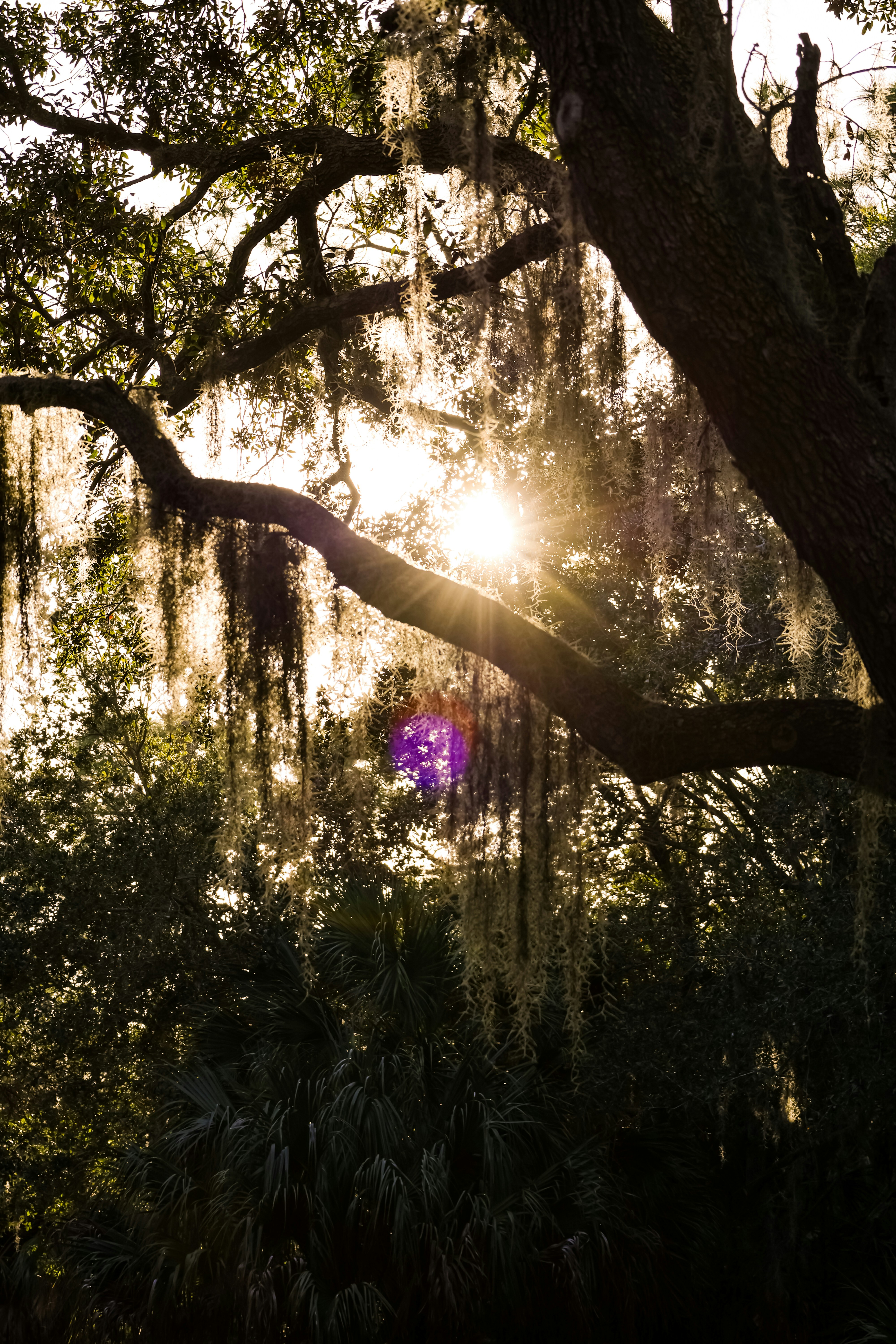 Sunlight filtering through a canopy of Spanish moss draped over tree branches, creating a serene atmosphere in a lush landscape.