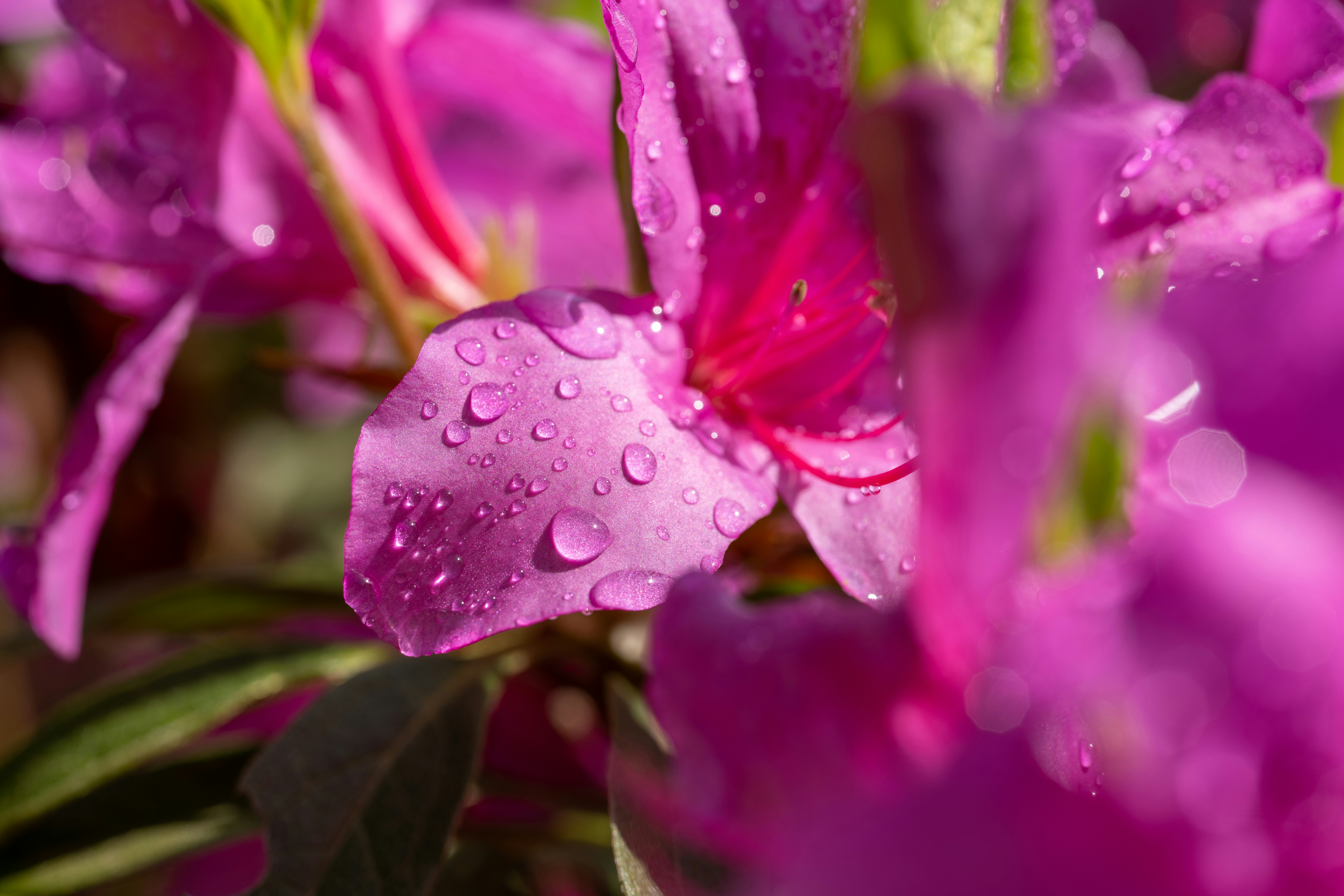 Dew-Kissed Magenta Blossom: A Close-Up Macro Moment
