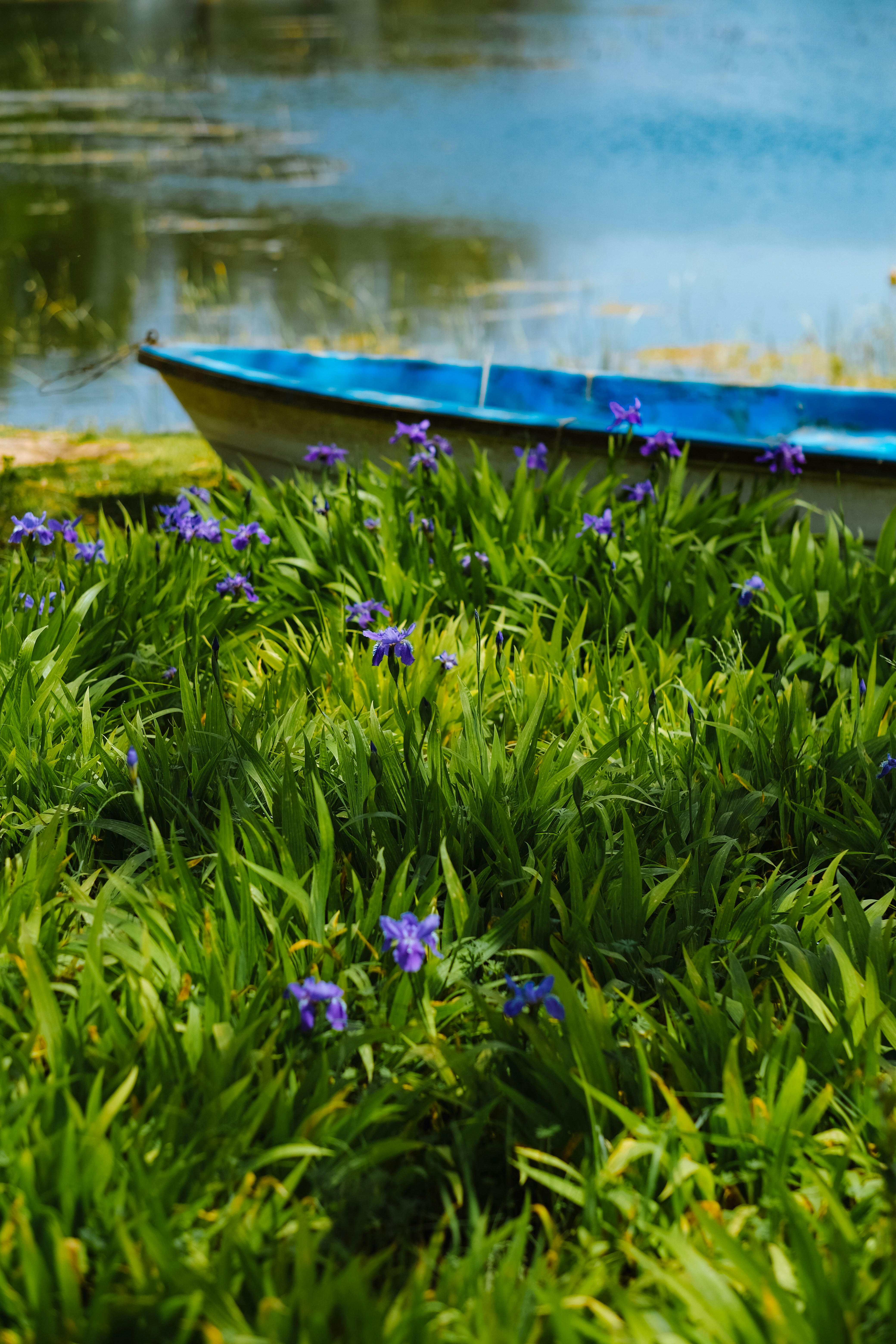 Blue Rowboat Framed by Iris Meadow on a Quiet Lake
