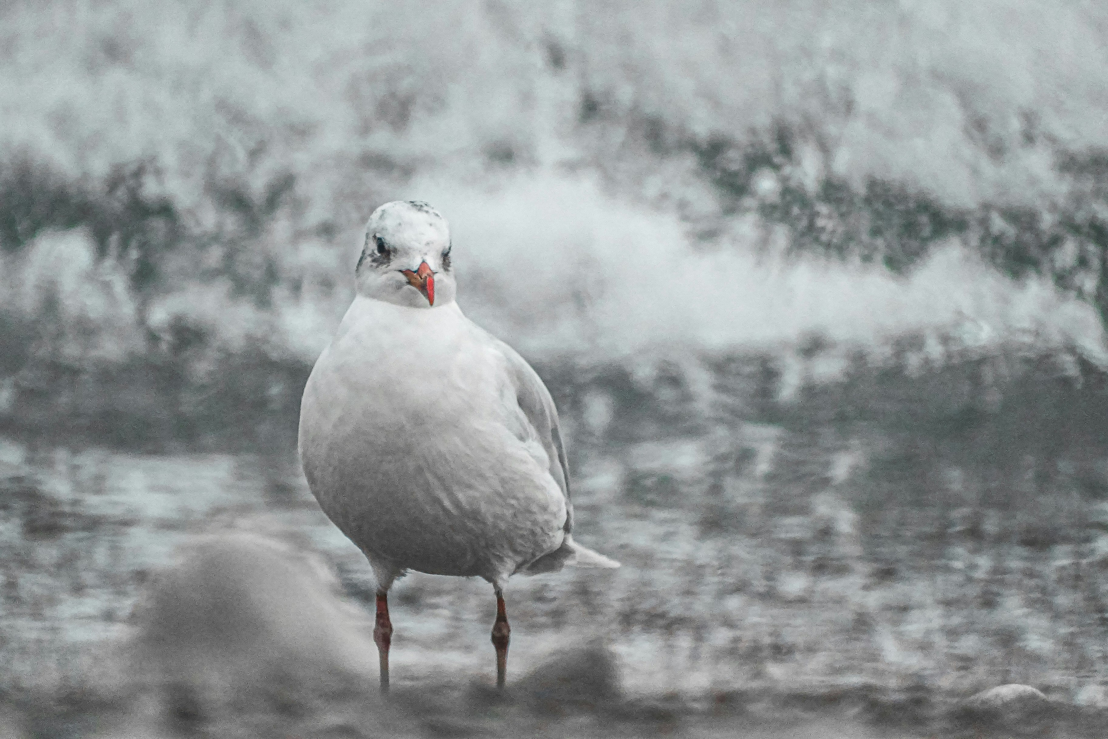 Sentry of the Shore: A Seagull Stands Amid Windswept Spray