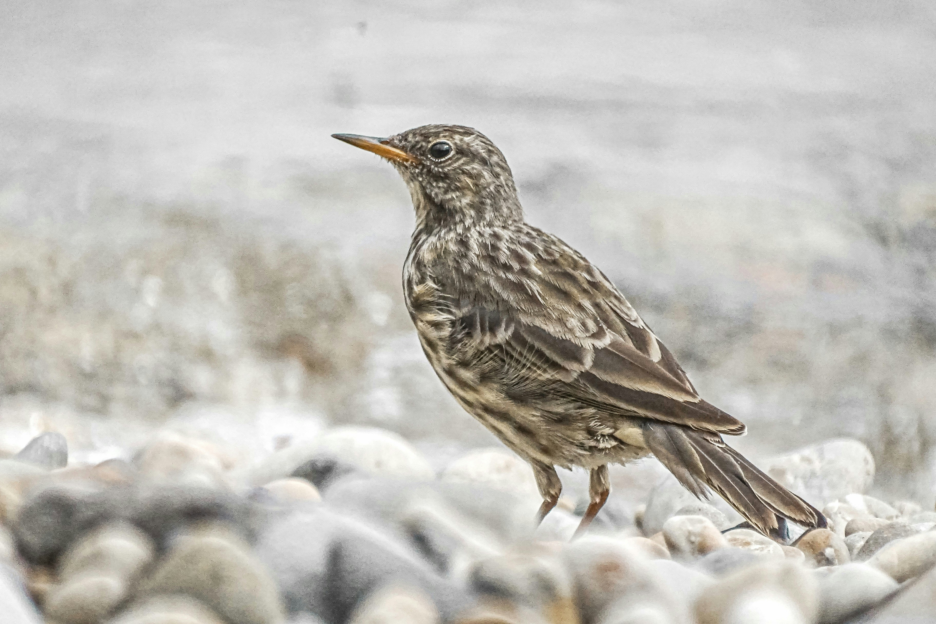 Pebble-Edge Sentinel: A Speckled Songbird on the Shore