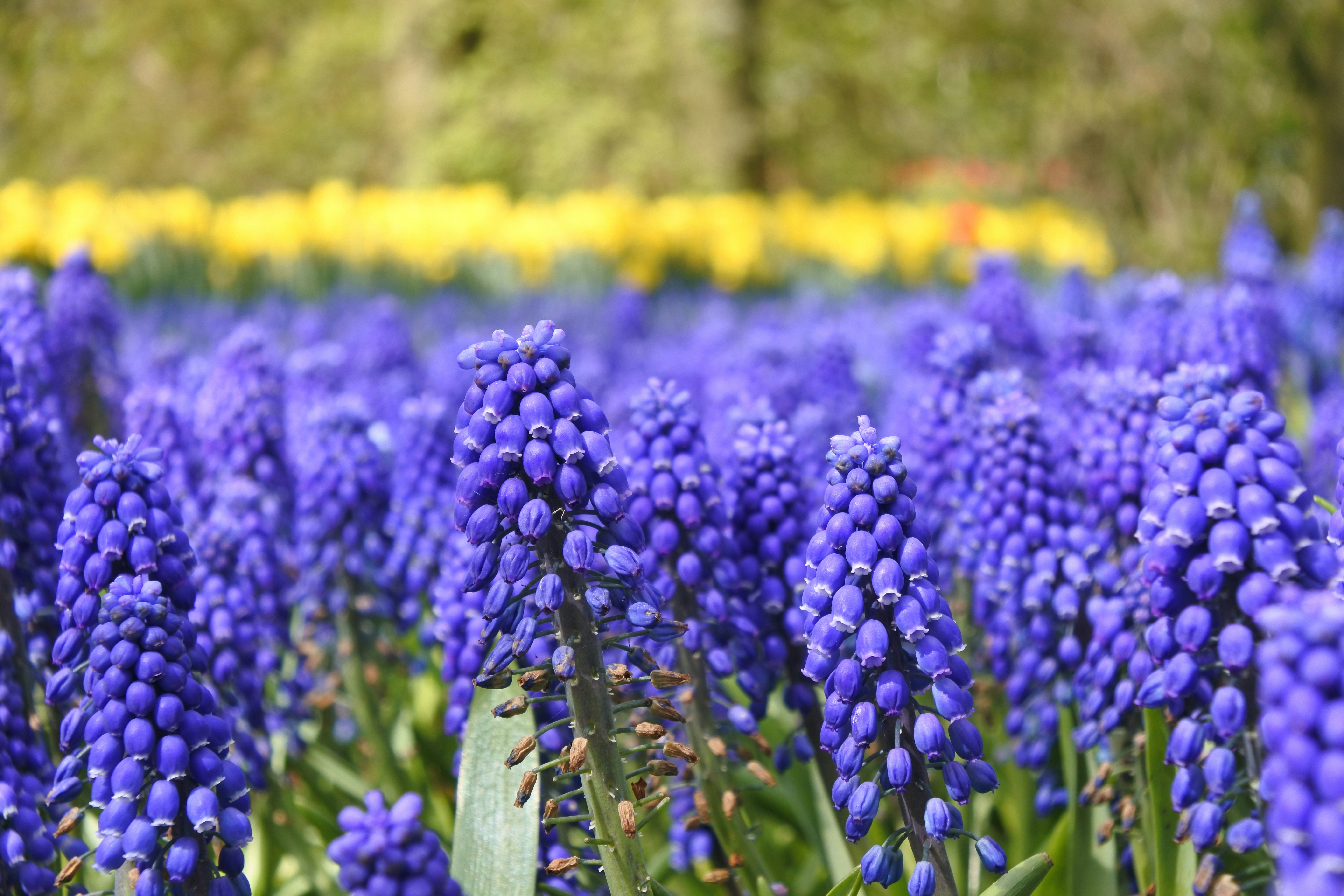 Vibrant clusters of grape hyacinths fill the foreground, contrasting with a backdrop of golden tulips. The scene captures the essence of spring's floral beauty.