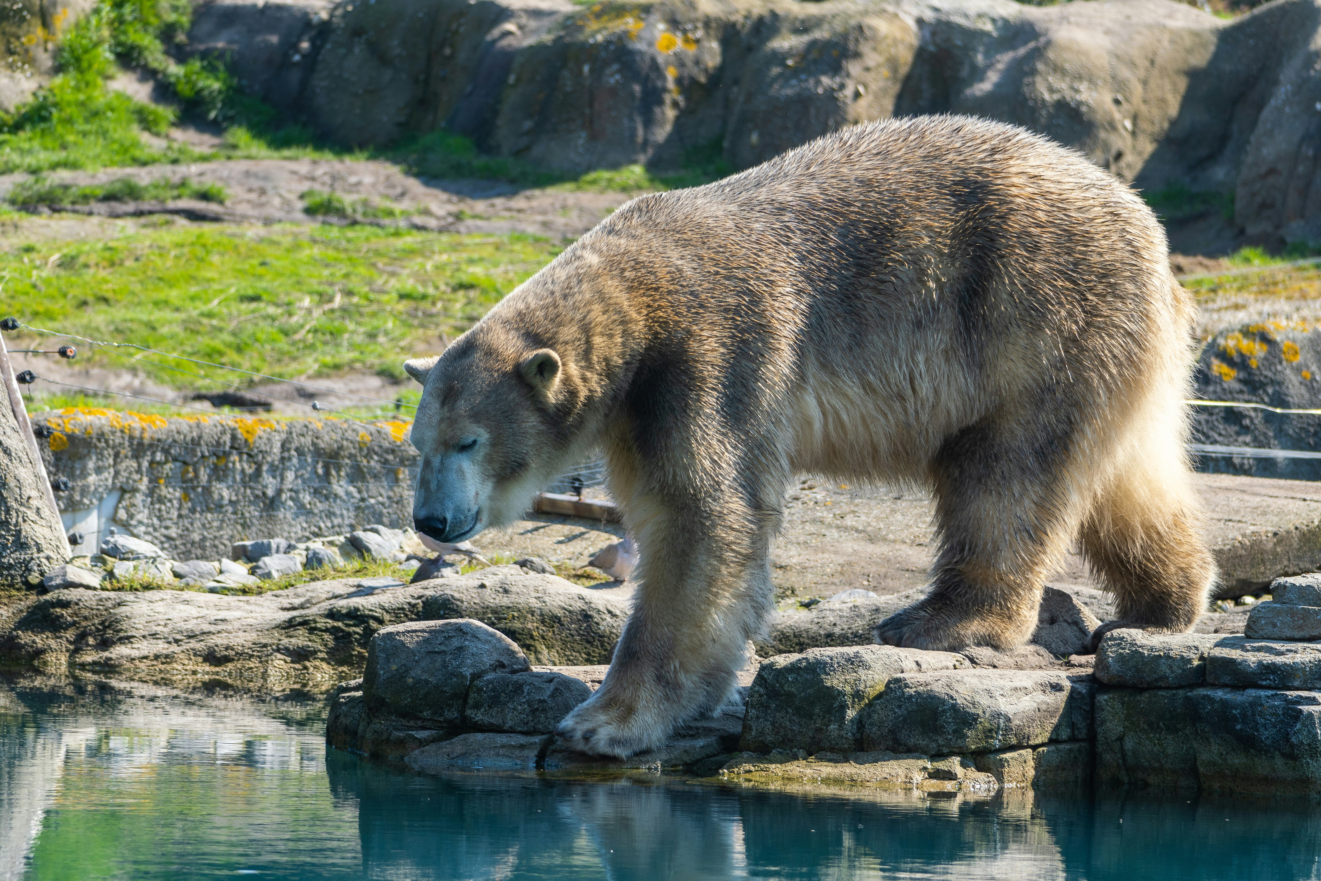 Giant Bear at the Water’s Edge