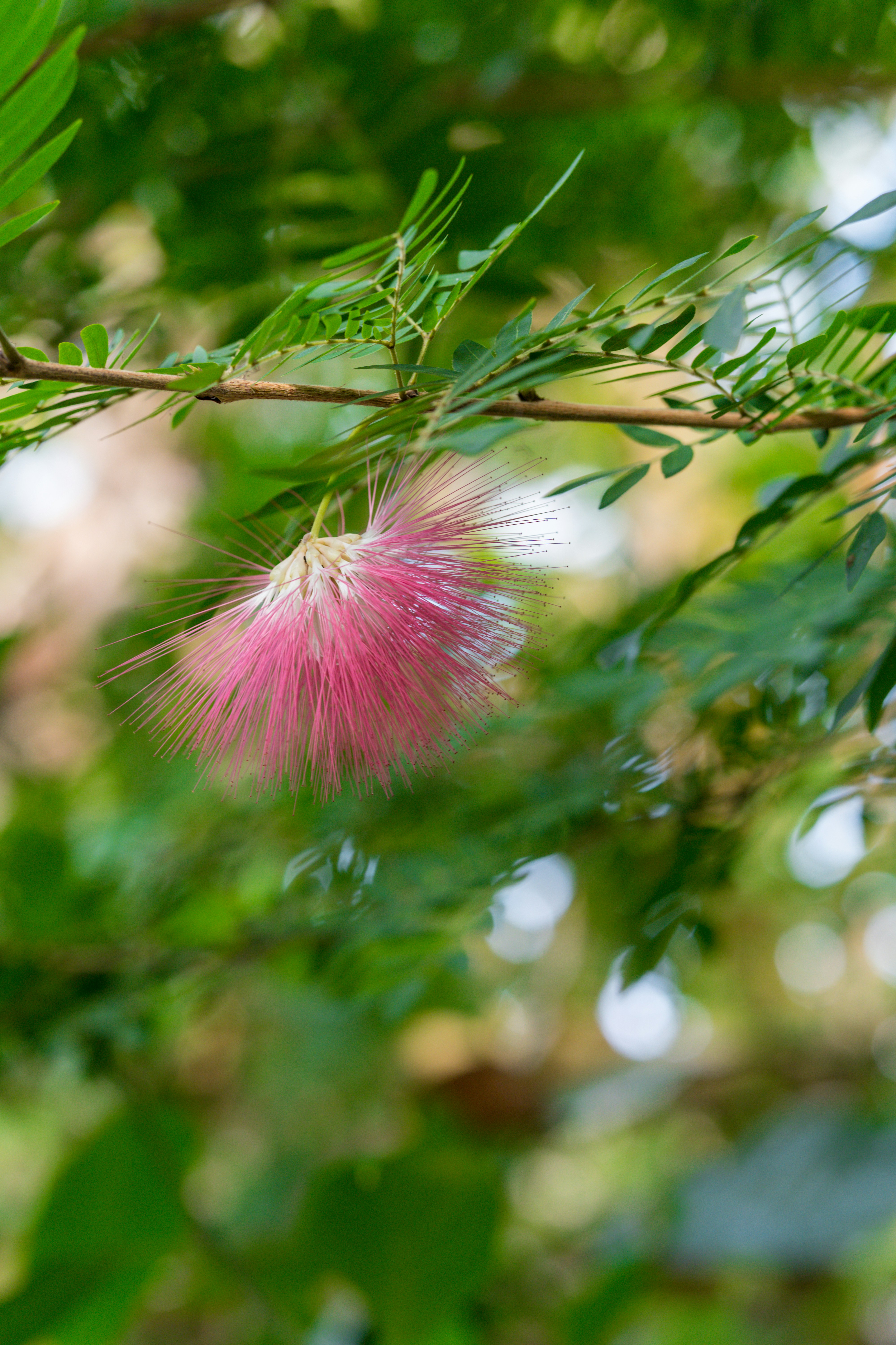 a close up of a pink flower on a tree branch