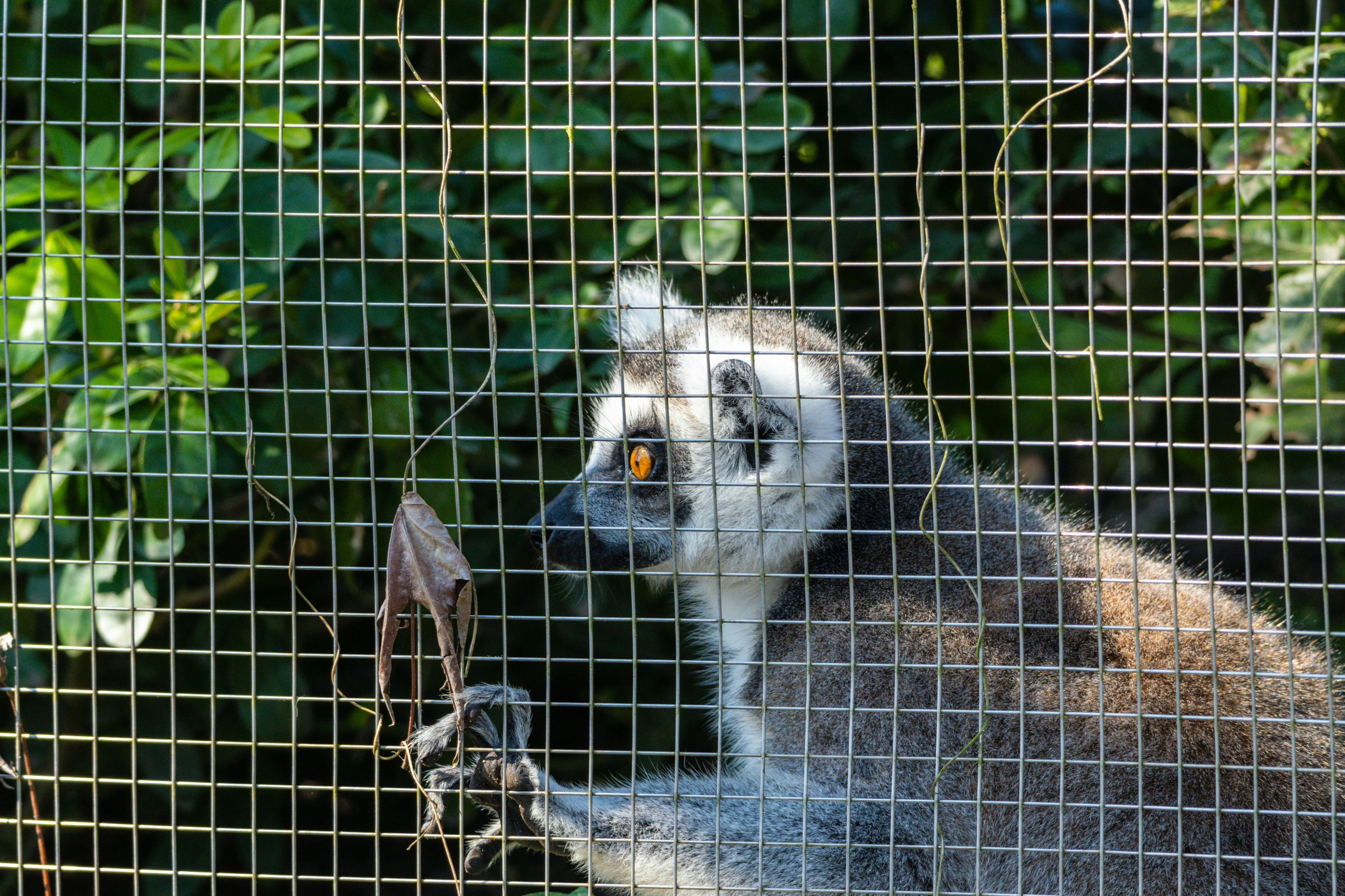 Orange-Eyed Gaze Through the Mesh: Lemur in a Green Enclosure