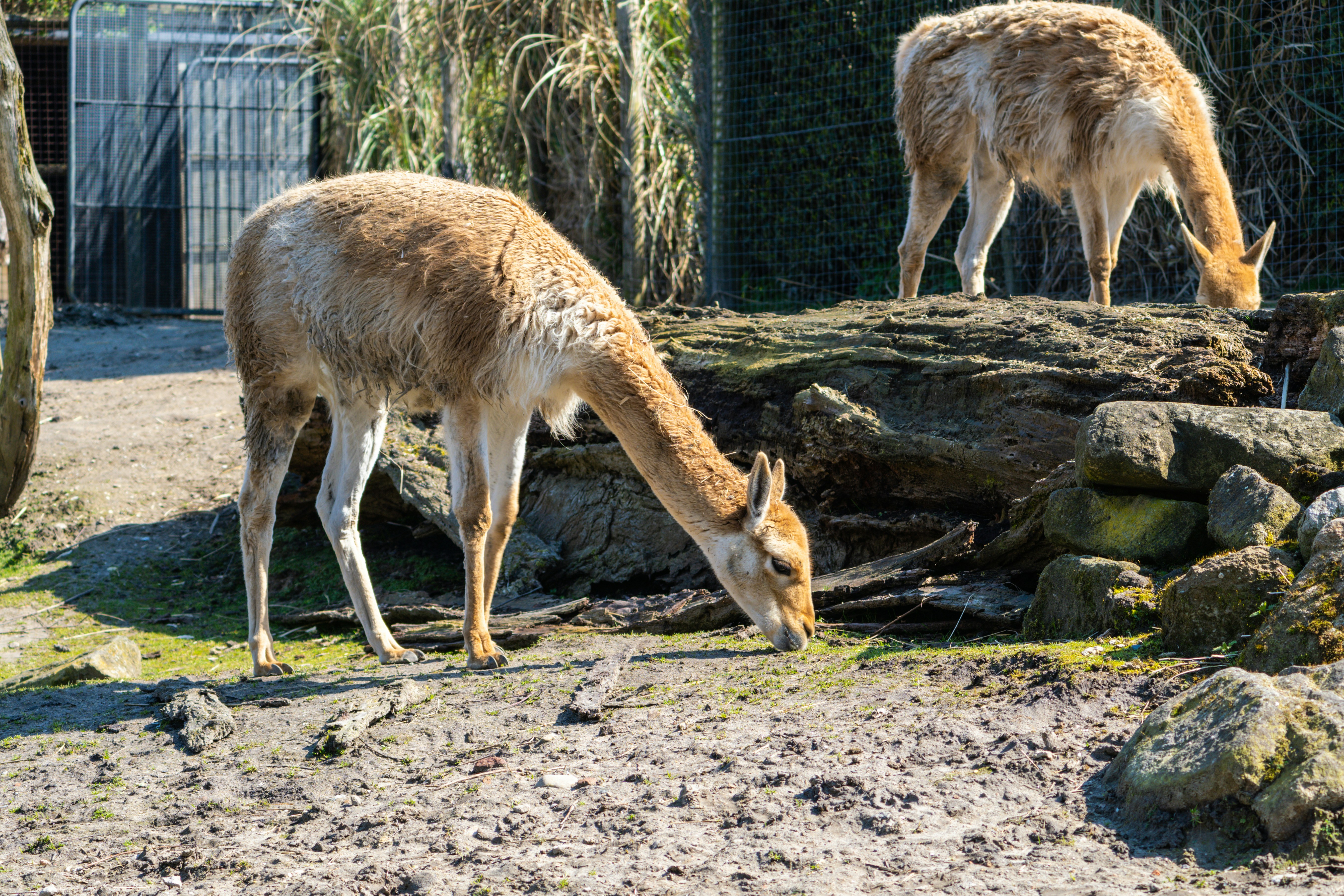 Guanacos in a Sunlit Rocky Enclosure: A Quiet Grazing Moment