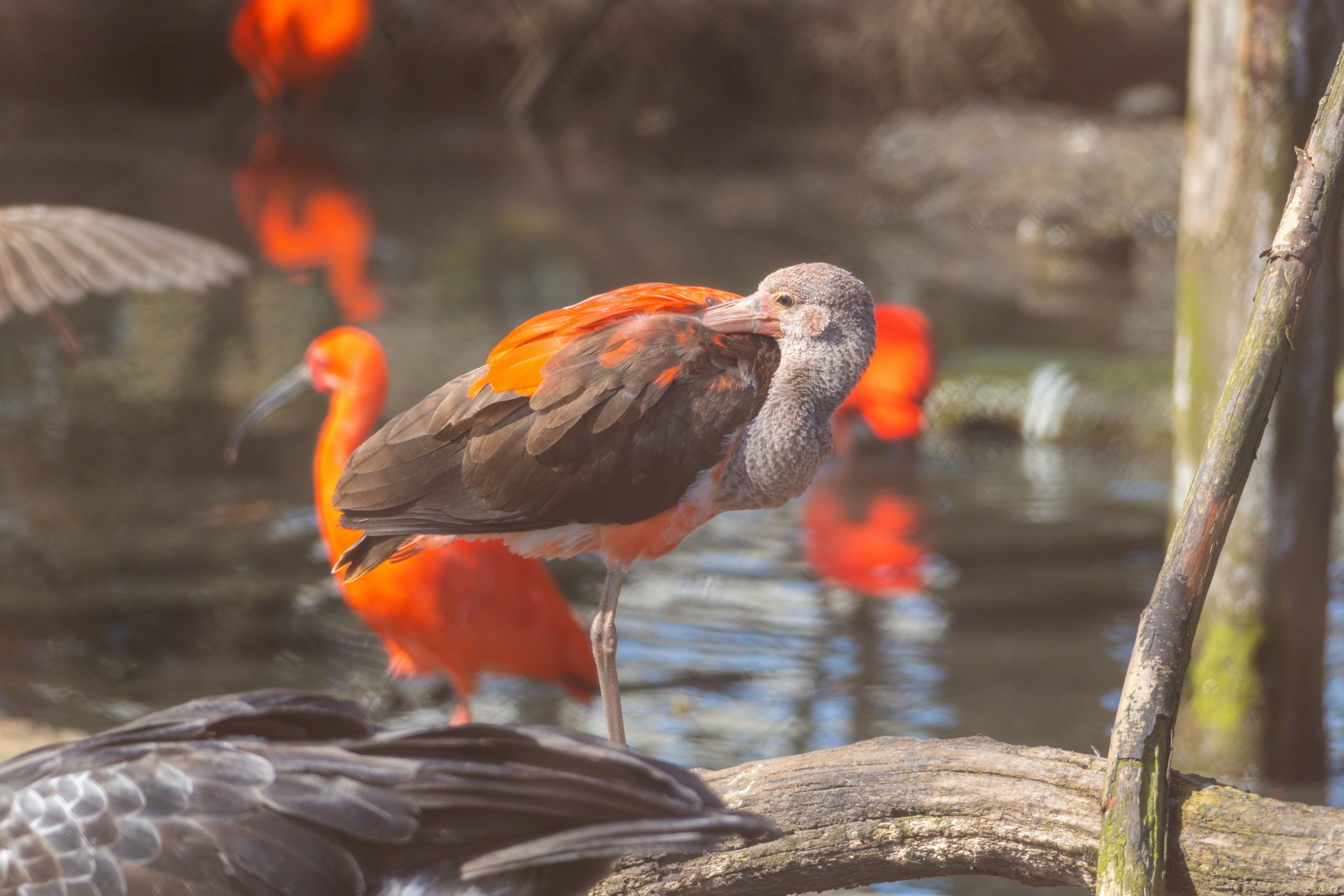 Grey-Necked Wader on a Weathered Log Amid Scarlet Flock