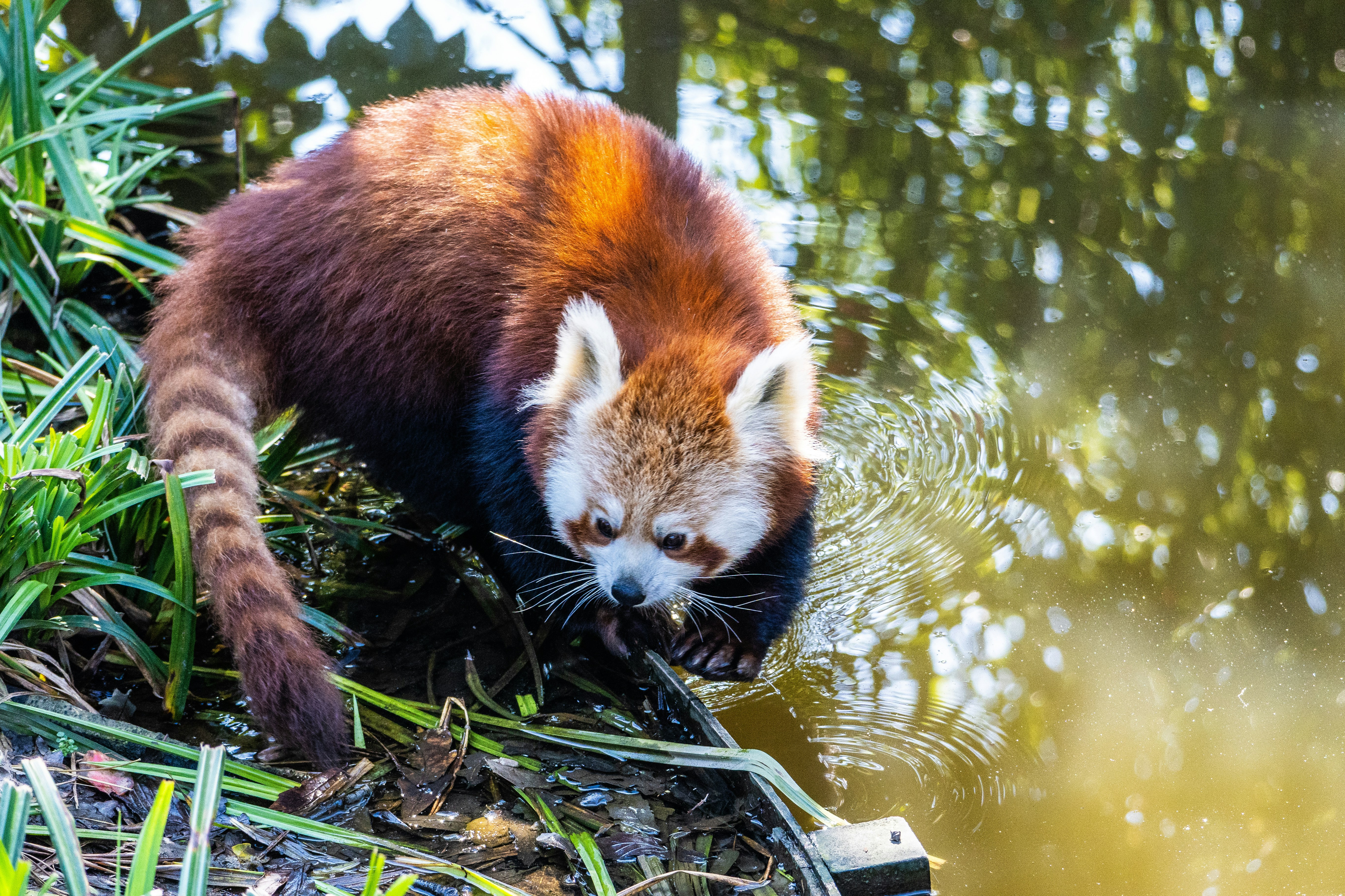 A red panda drinking water from a pond photo – Free Diergaarde blijdorp ...