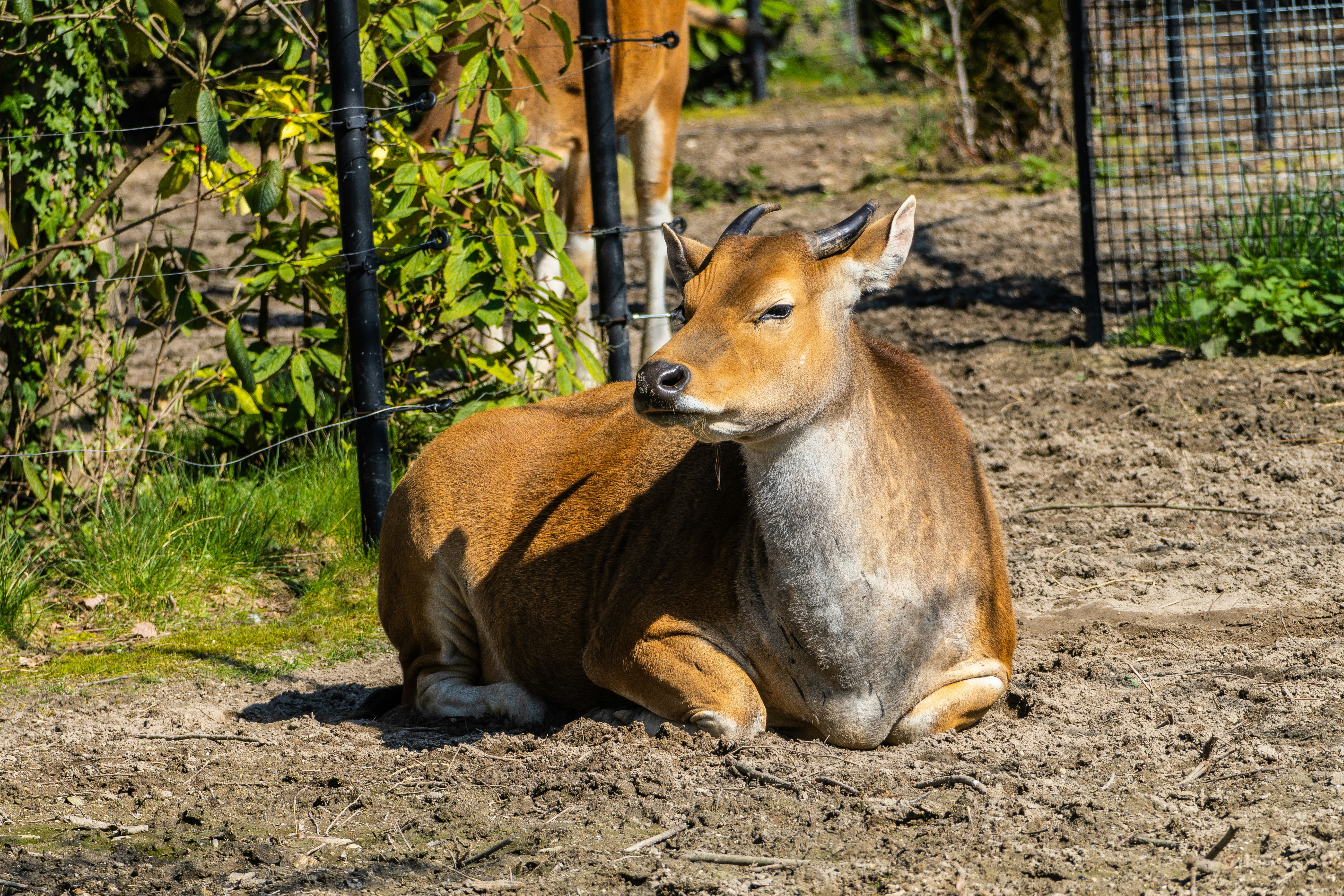 Sunlit Rest by the Fence: A Doe Basking in Garden Light