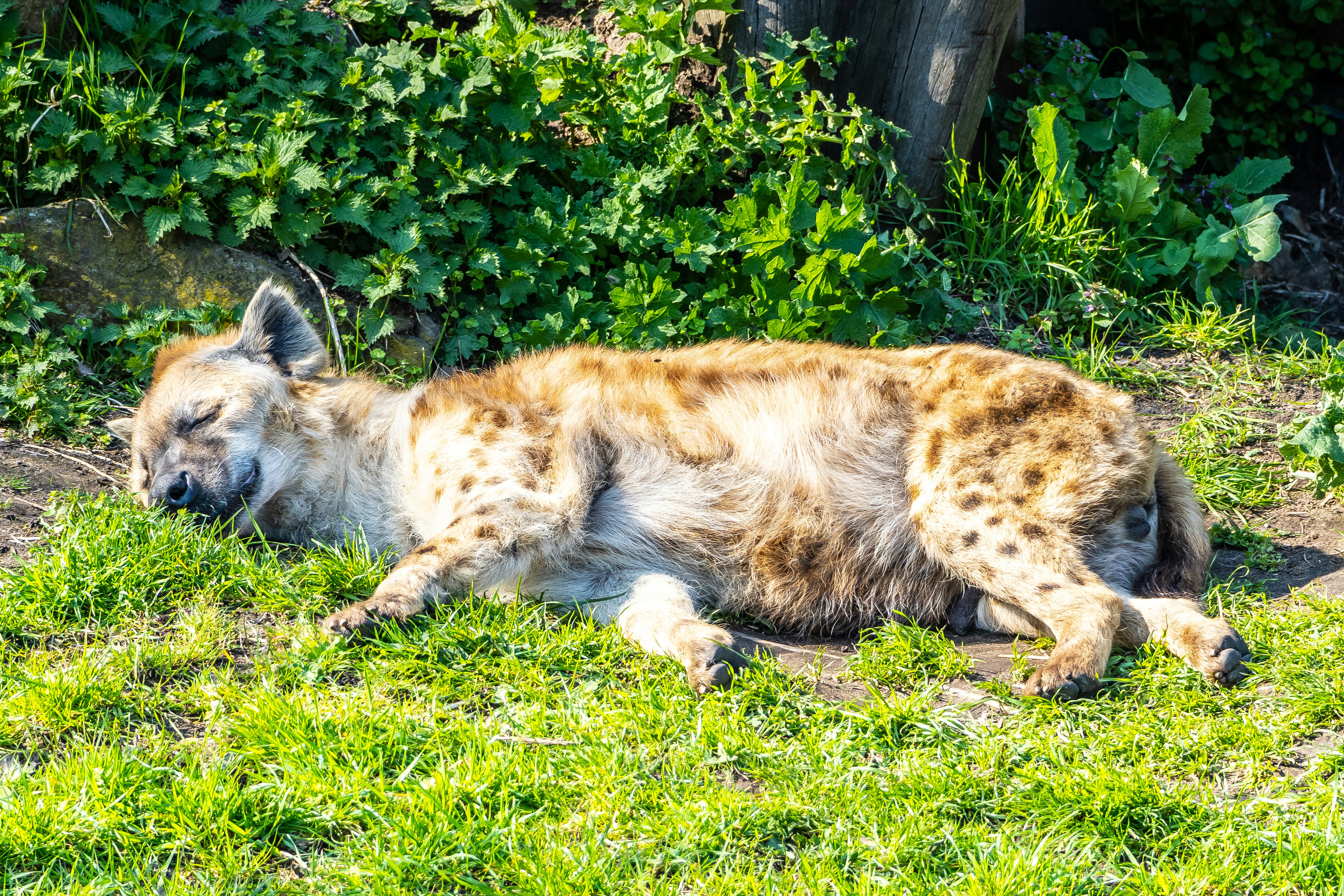 A hyena laying on the ground in the grass photo – Free Blijdorplaan ...