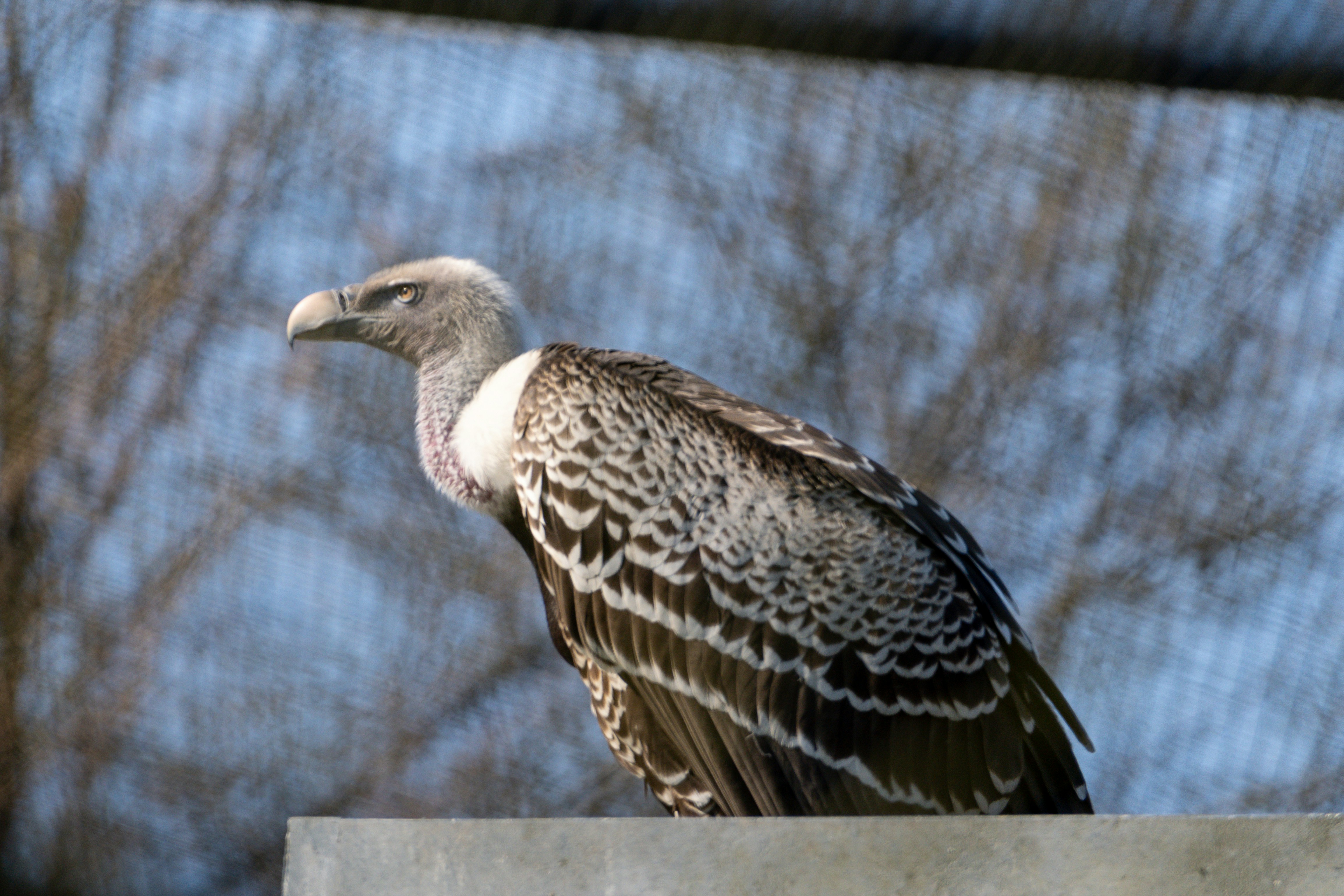 On the Edge: A vigilant vulture perches before a blue-sky mesh backdrop