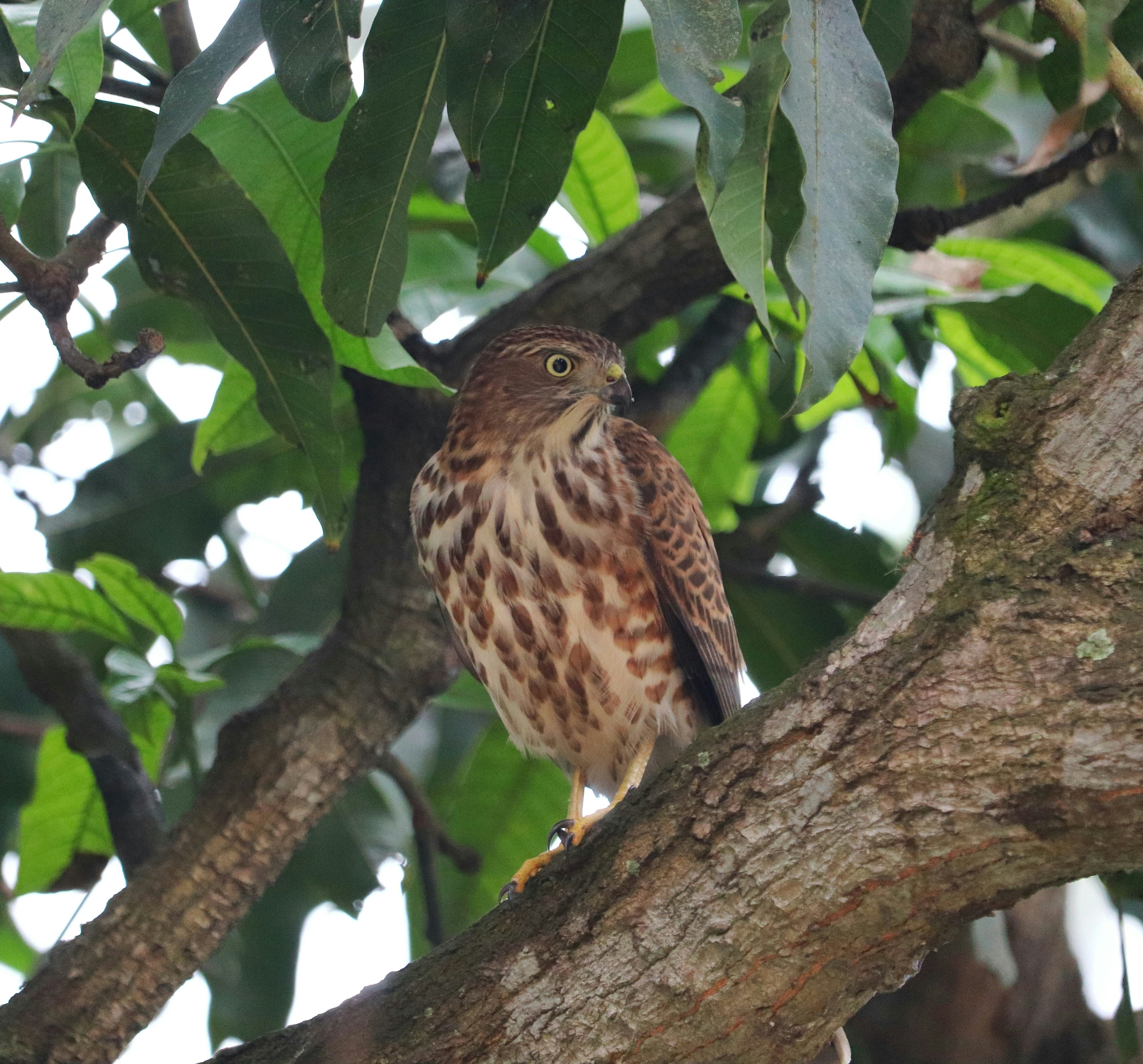 Streaked Brown Owl Perched on a Mossy Branch in a Dappled Canopy