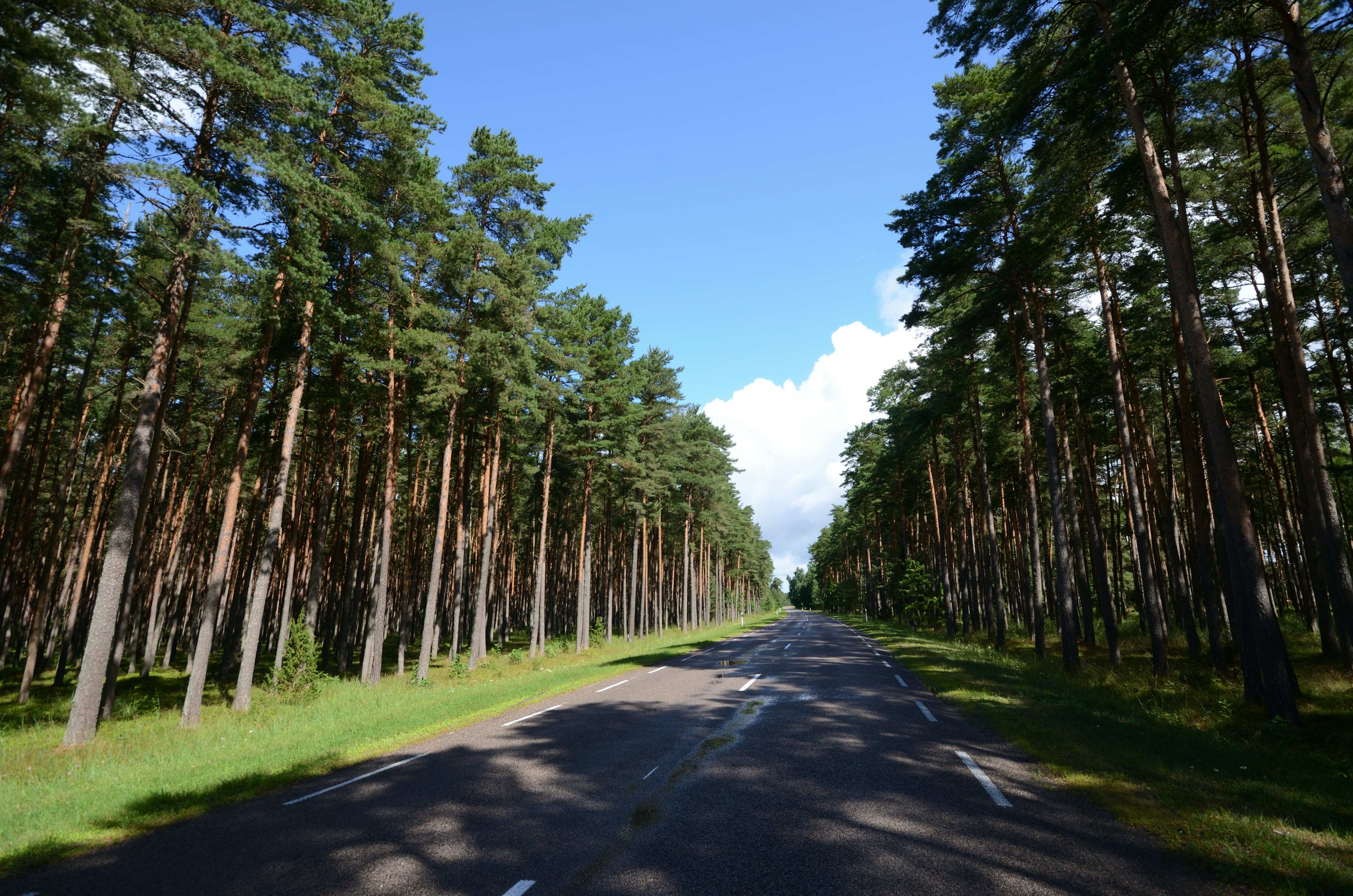 A road with a line of trees on both sides of it photo – Free Hiiumaa ...