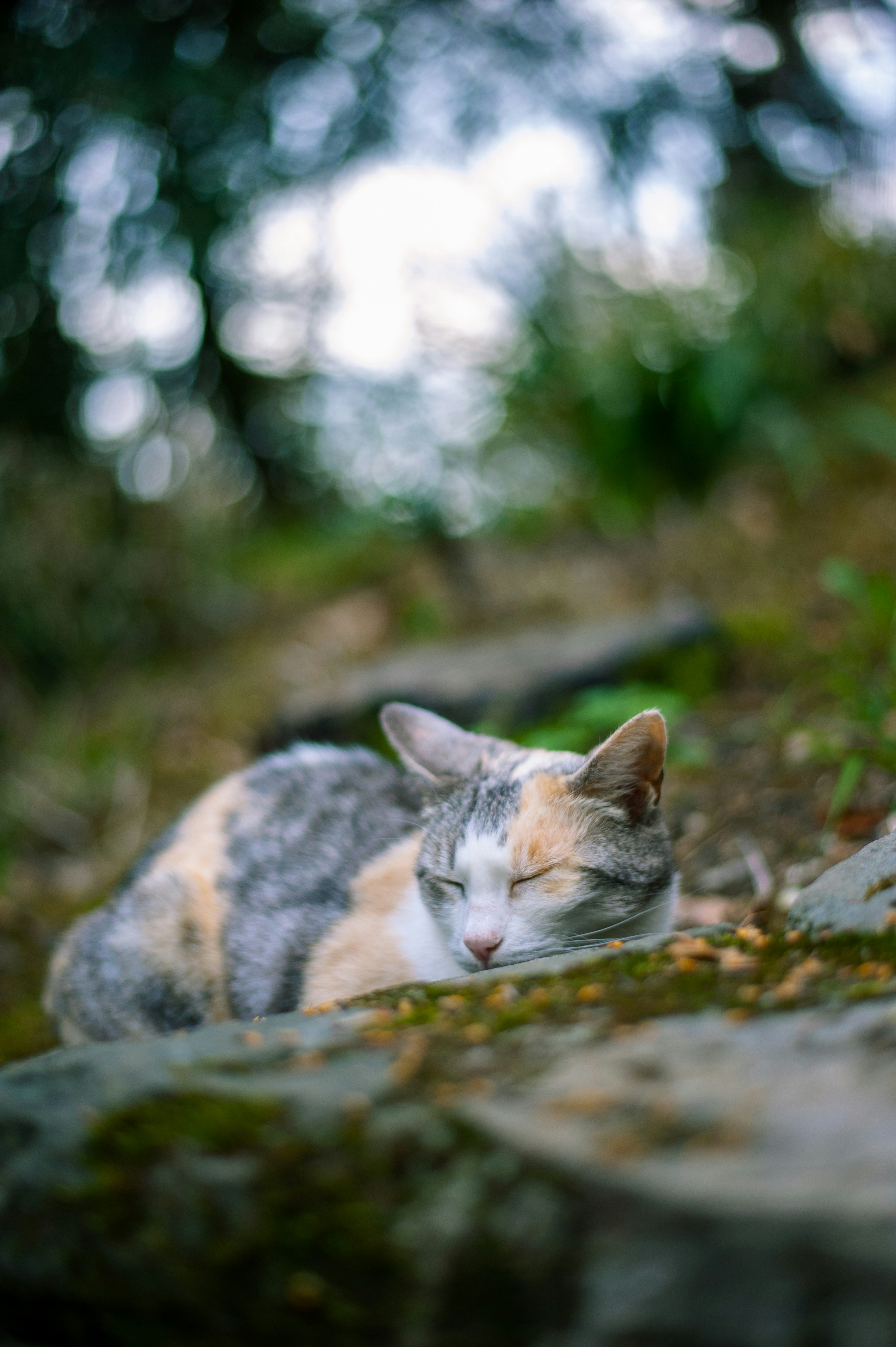 Photo by Quarta Ombra with Nikon D700