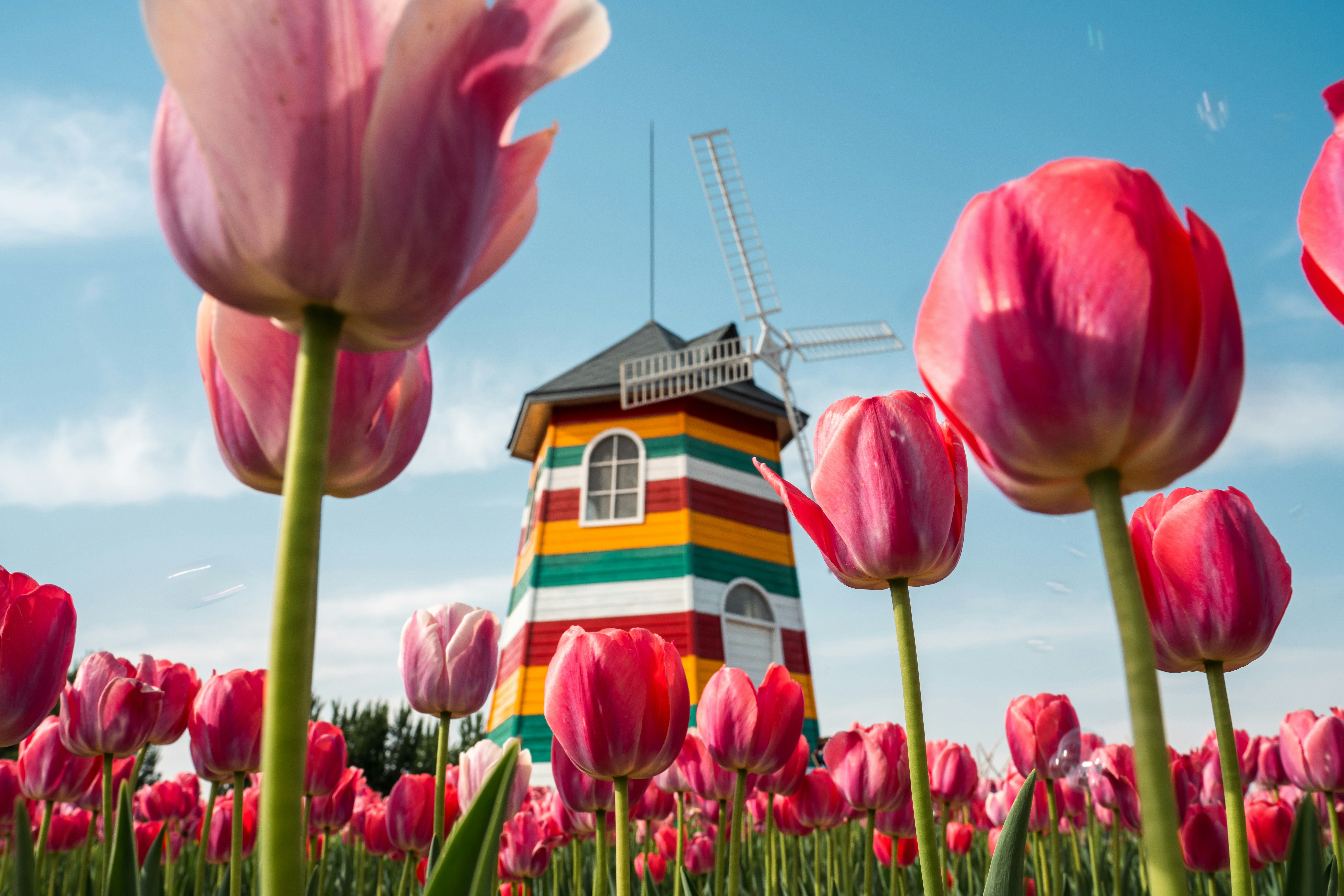 Color-Block Windmill Rising Through a Tulip Sea