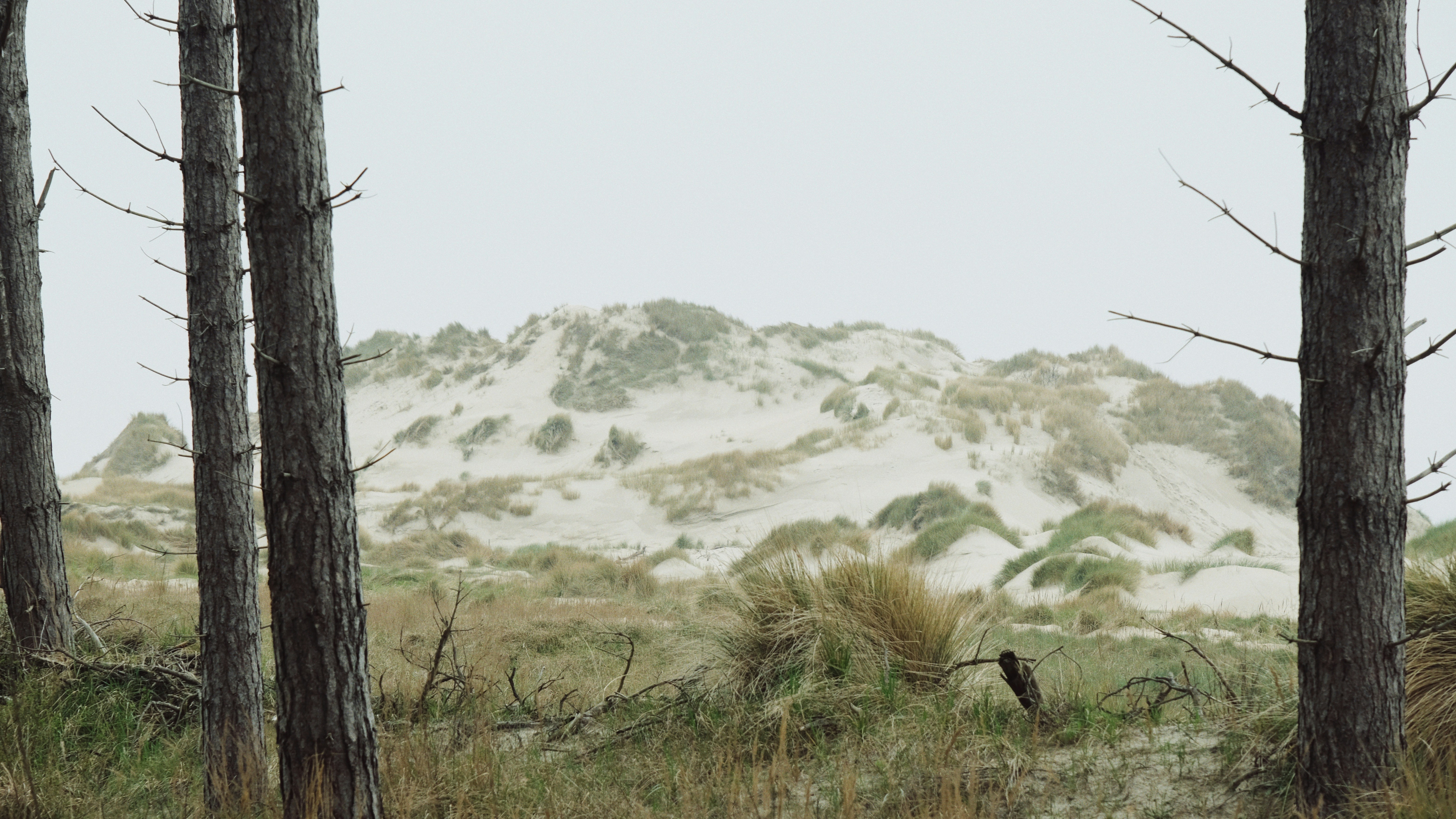 Dune Crest Through Clustered Pines