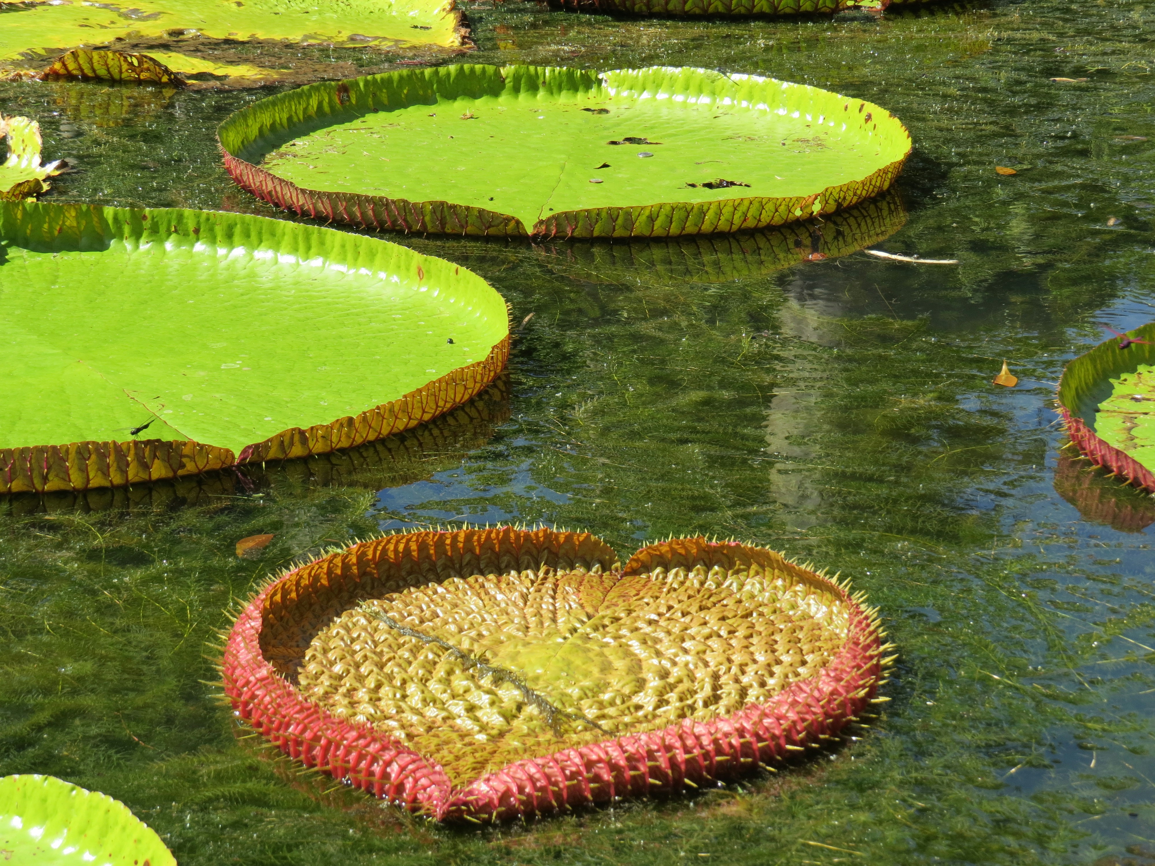 a group of water lilies floating on top of a lake