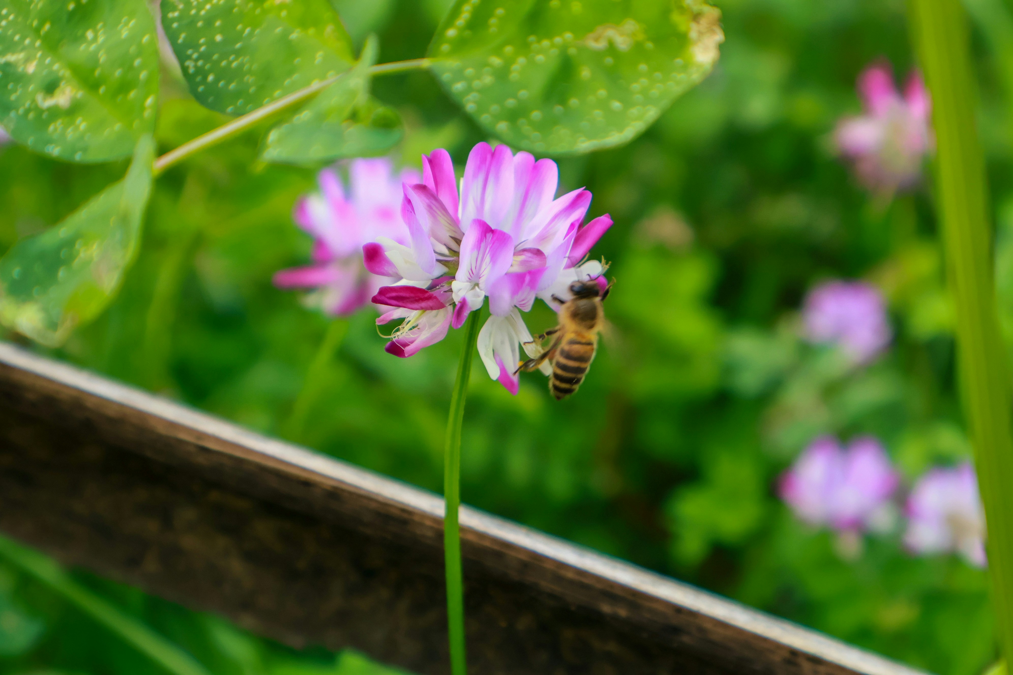 A bee is trying to collect honey from a flower.