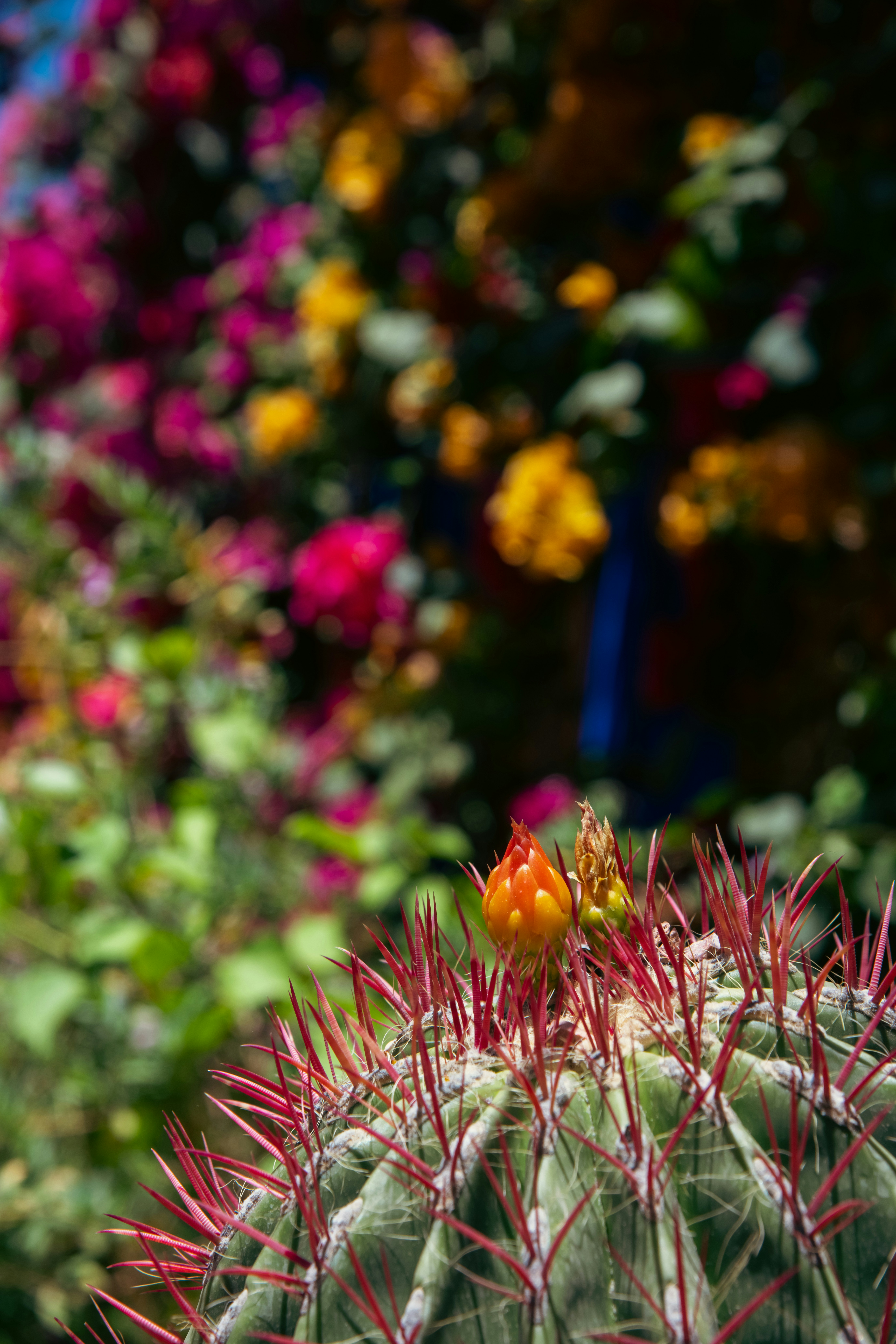Crimson Spines and a Bud: Close-Up Portrait of Desert Color