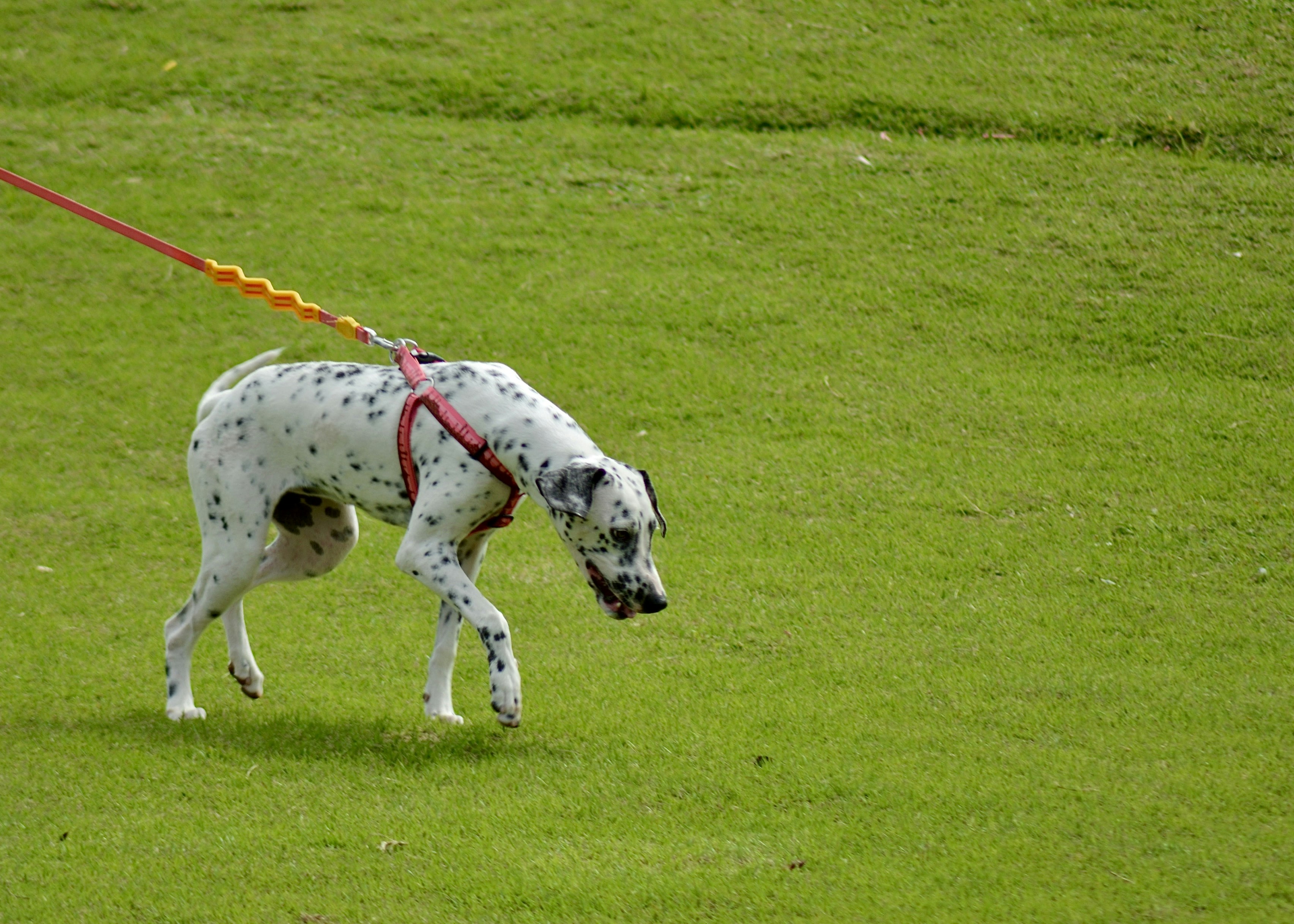 Spotted Explorer: A Dalmatian's Field Stroll