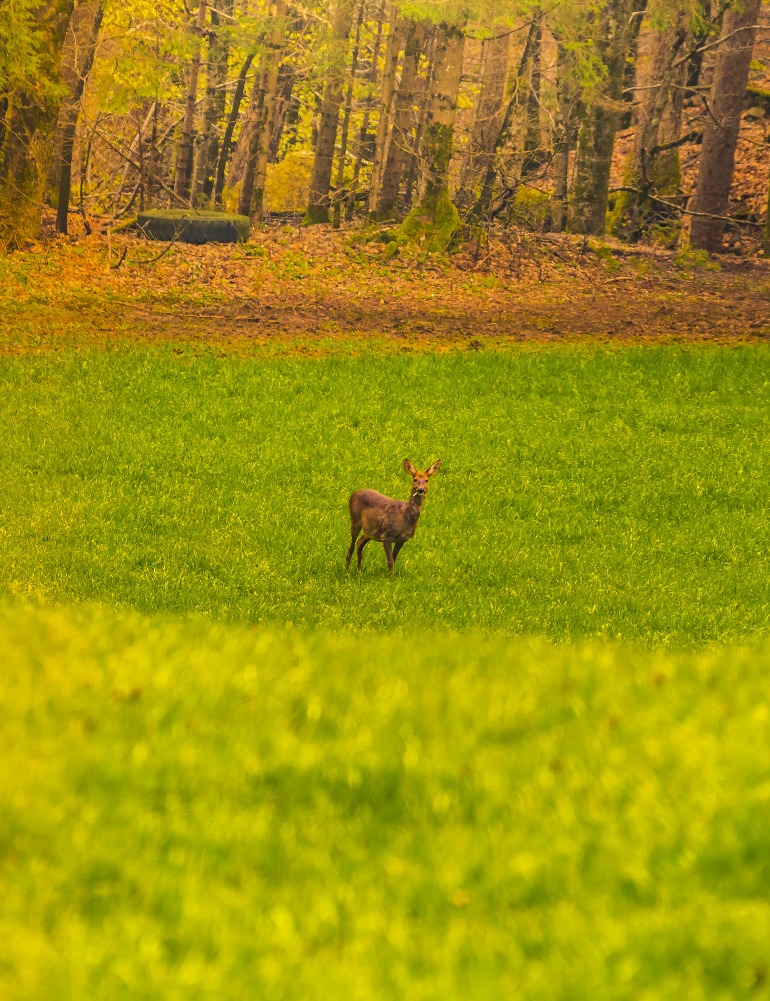 A Stray Fawn in a Sunlit Meadow